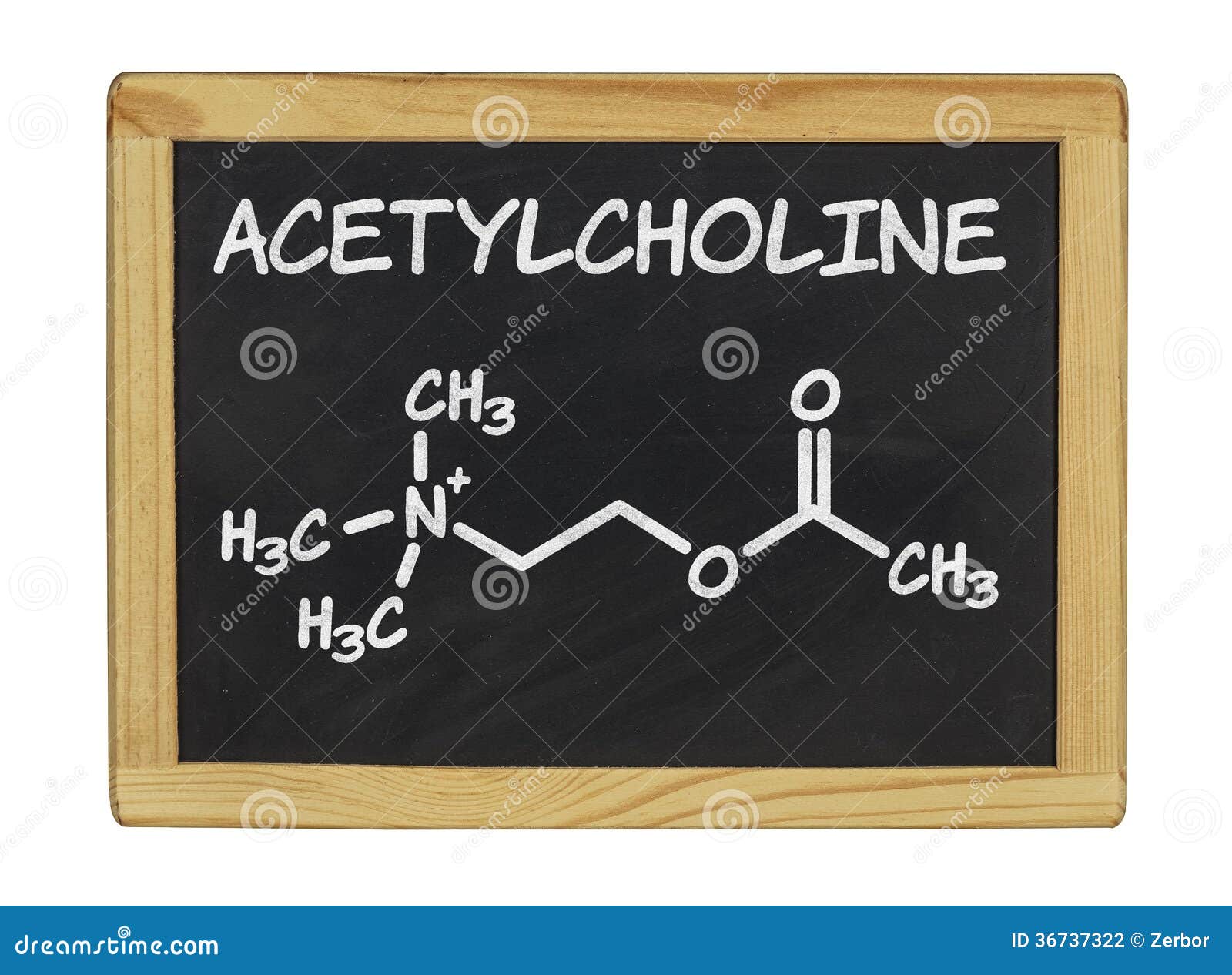 Acetylcholine Chemical Structure