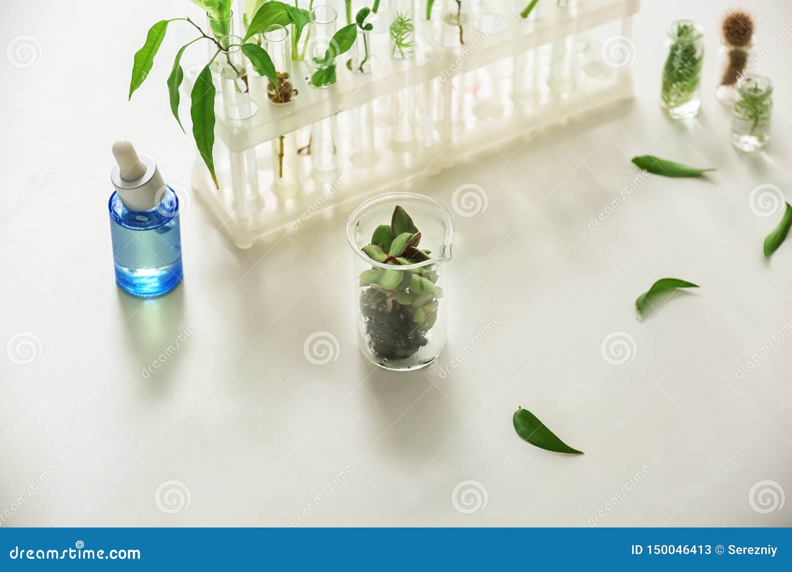 Chemical Glassware with Plants on Table in Laboratory Stock Image ...