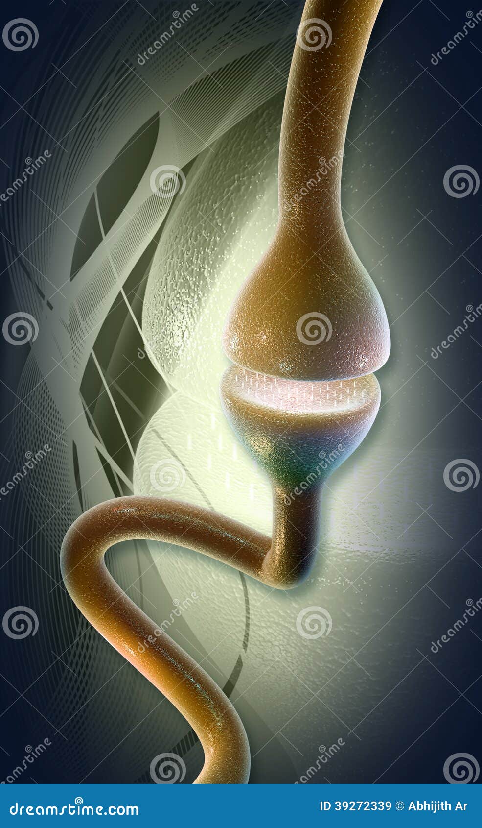 Chemical Synapse Structure. Neuron Communication Cartoon Vector ...