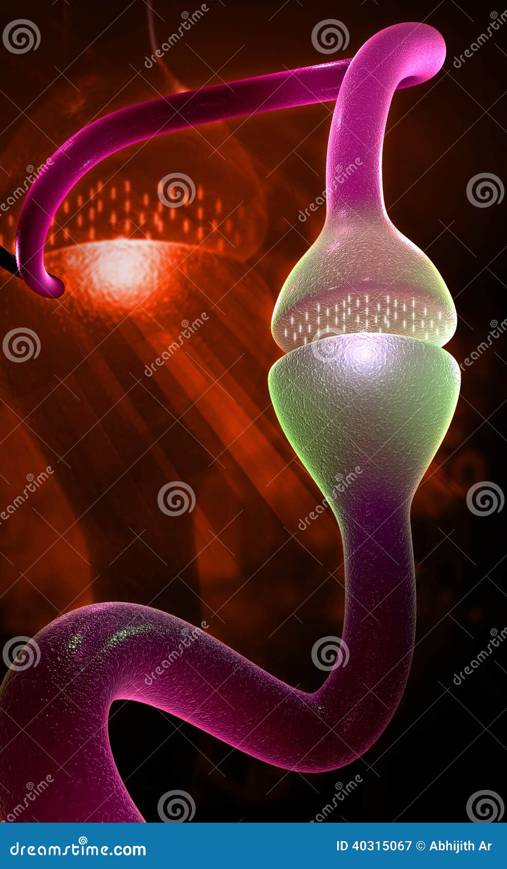 Chemical Synapse Structure. Neuron Communication Cartoon Vector ...