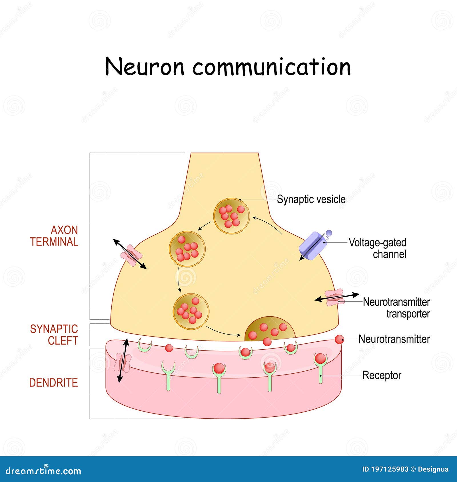 Chemical Synapse Structure. Neuron Communication Stock Vector ... Chemical Synapse Structure. Neuron Communication Stock Vector ...