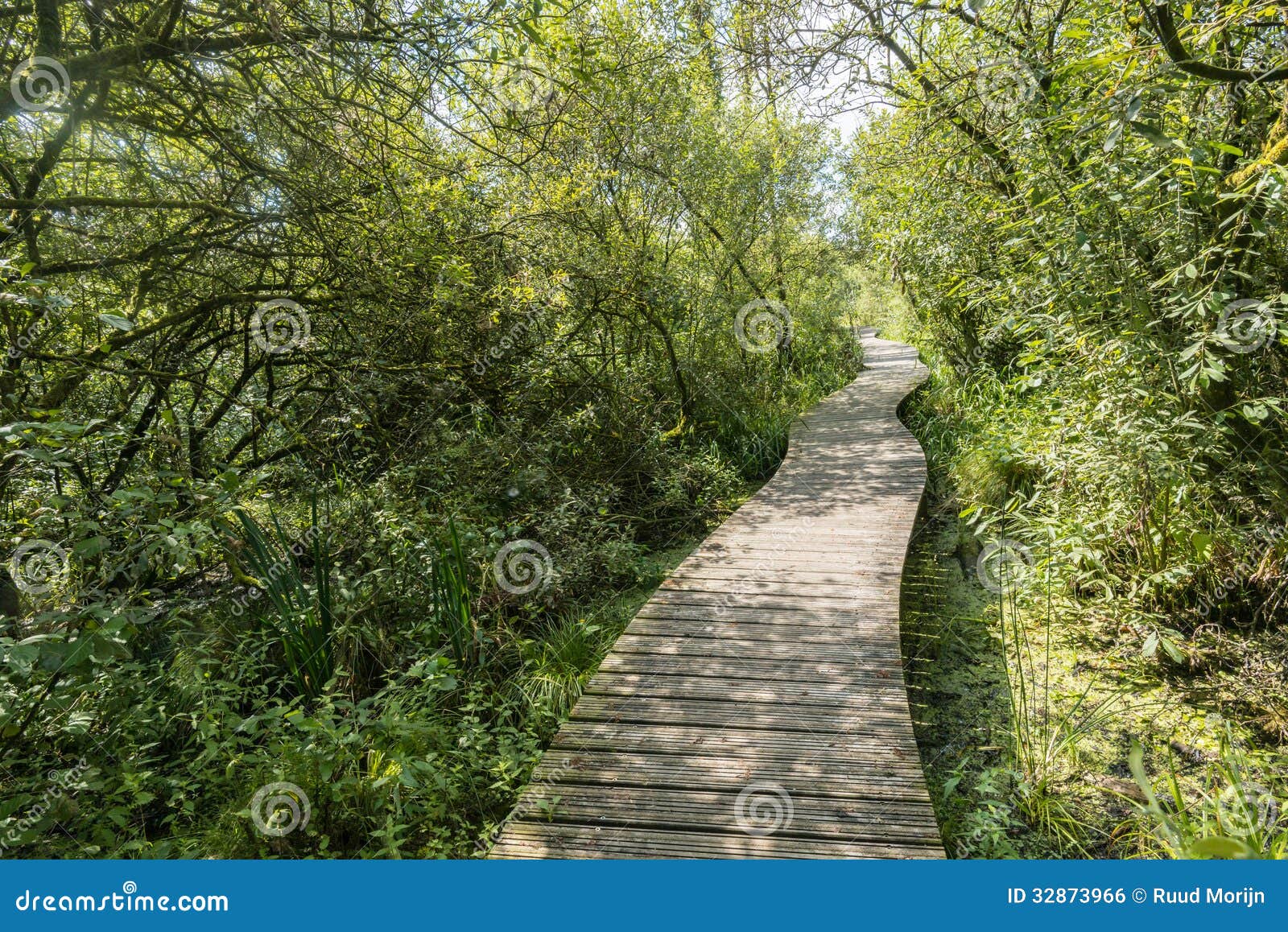 Chemin En Bois à Travers La Forêt Photo stock - Image du normal, voyage ...