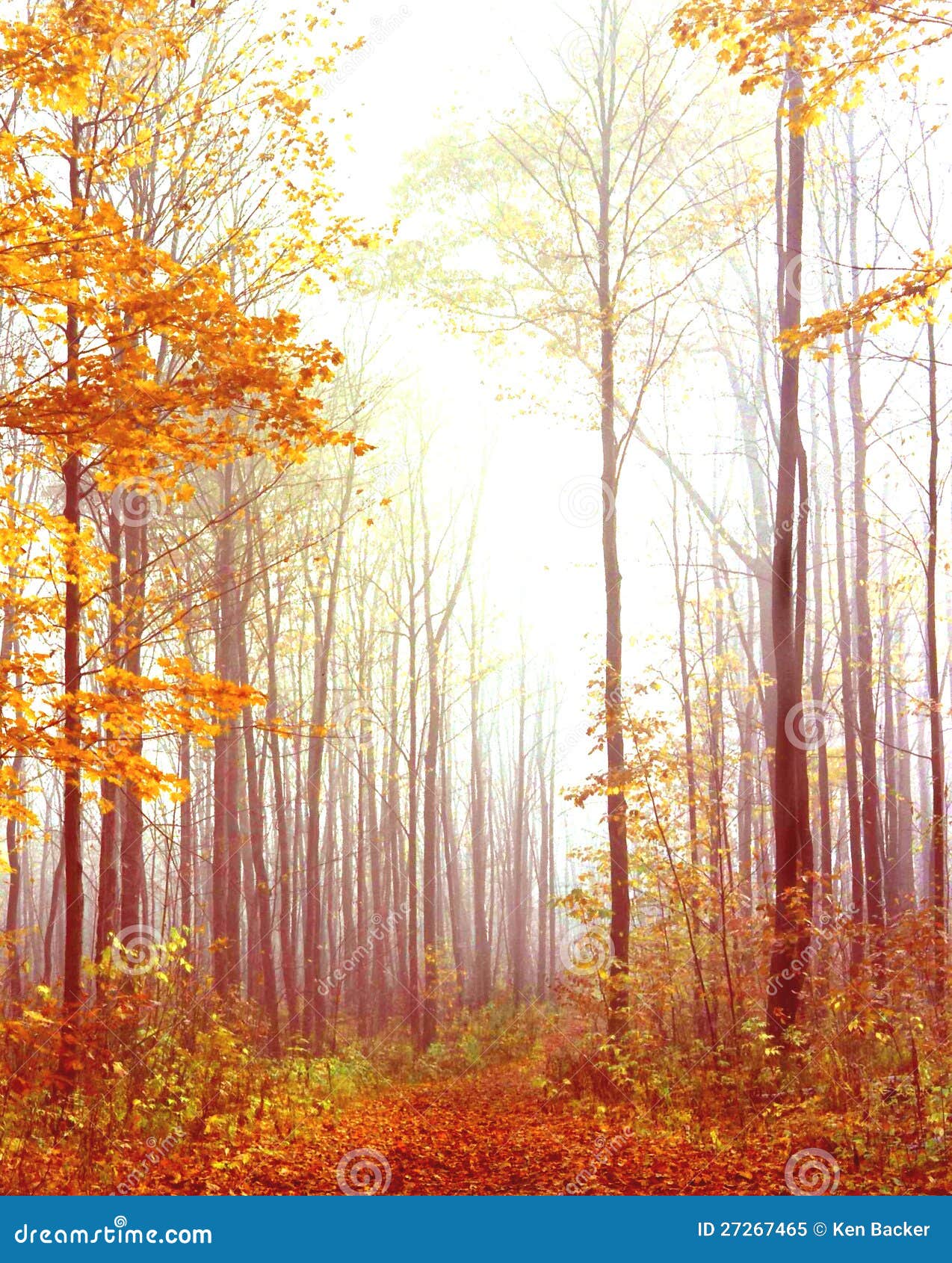 Chemin En Bois D'automne Avec Le Regain. Image stock - Image du arbres ...
