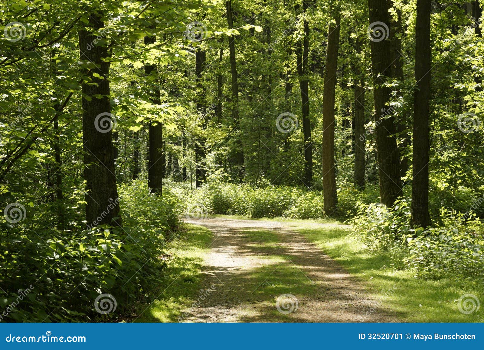 Chemin ensoleillé image stock. Image du hausse, rural - 32520701