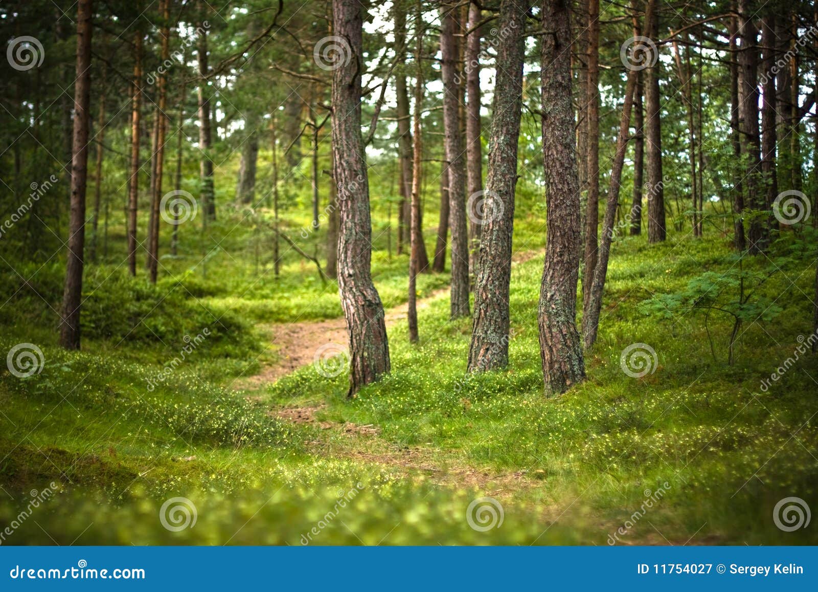 Chemin forestier image stock. Image du voie, nature, paisible - 11754027