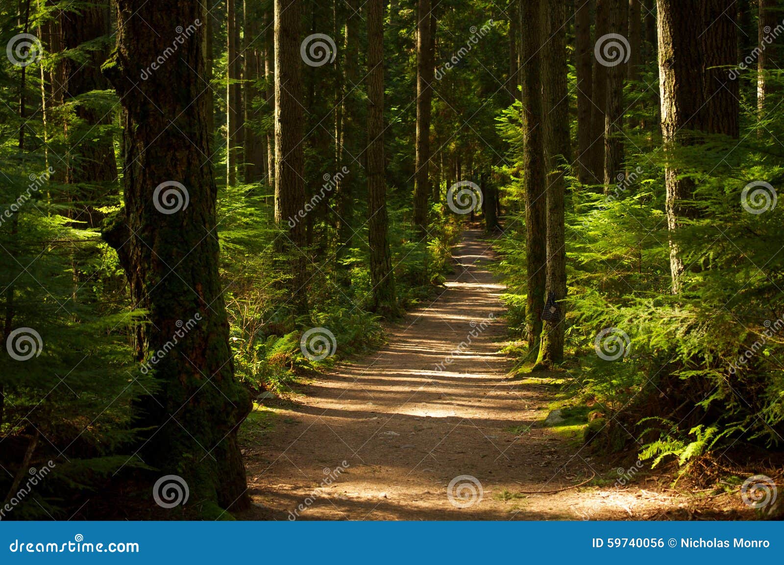 Chemin forestier photo stock. Image du lumière, traînée - 59740056