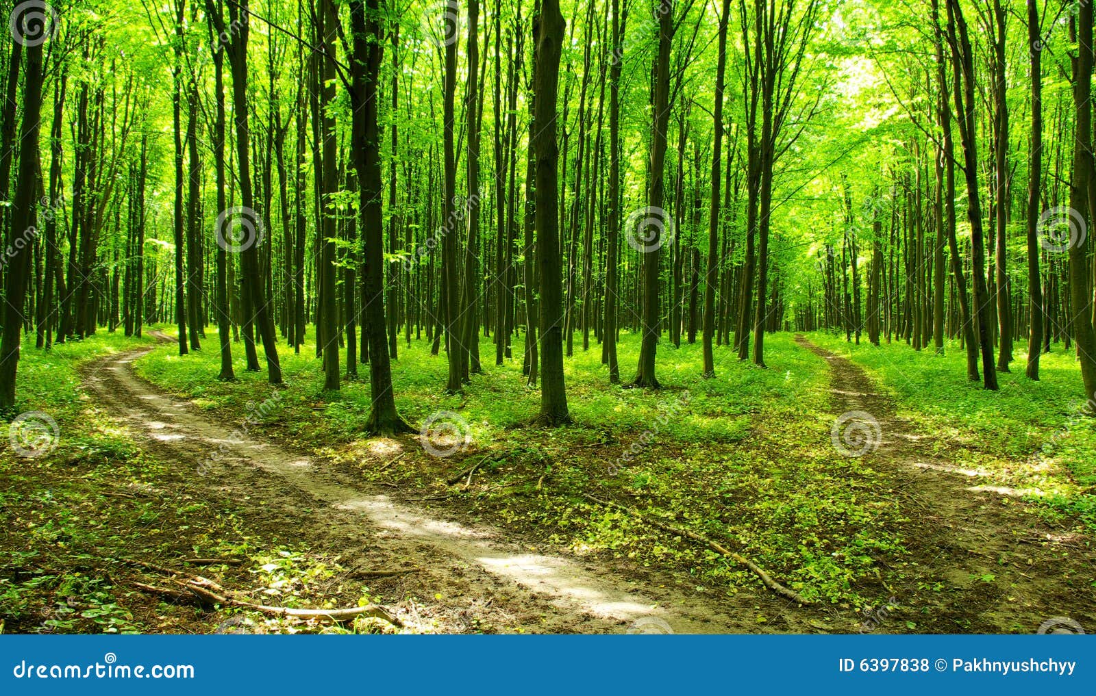 Chemin forestier photo stock. Image du deciduous, ombre - 6397838