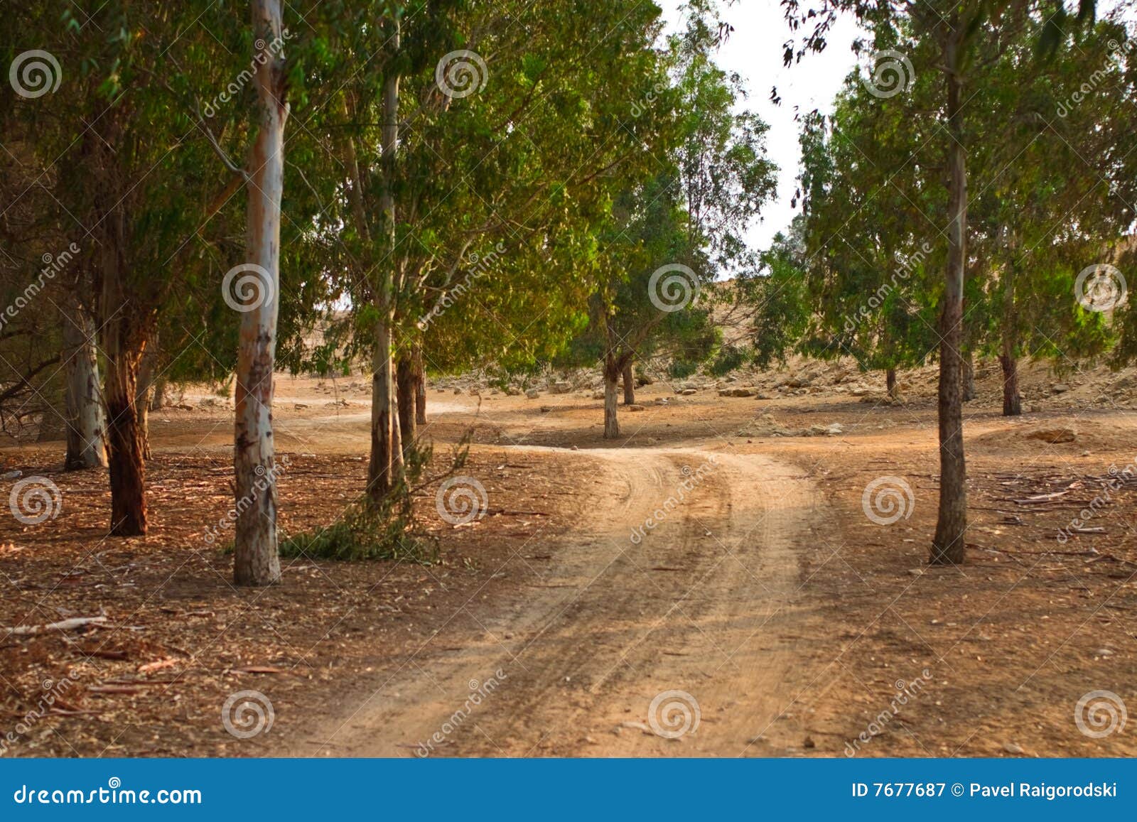 Chemin forestier image stock. Image du forêt, couleur - 7677687