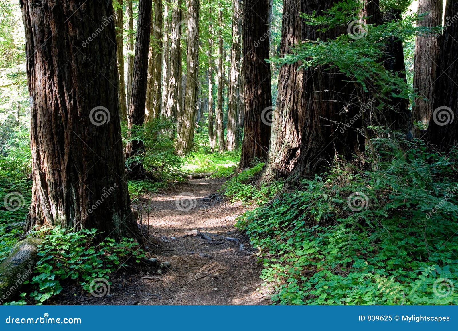 Chemin forestier image stock. Image du forêt, pacifique - 839625