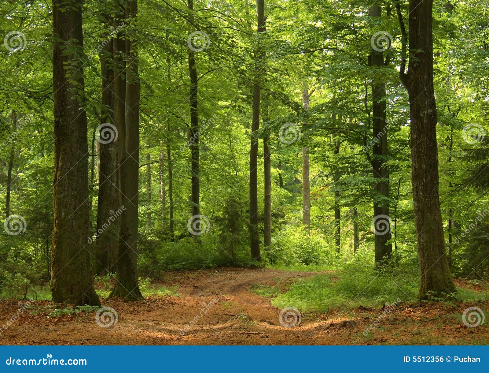 Chemin Forestier Ensoleillé Photo stock - Image du grand, frais: 5512356