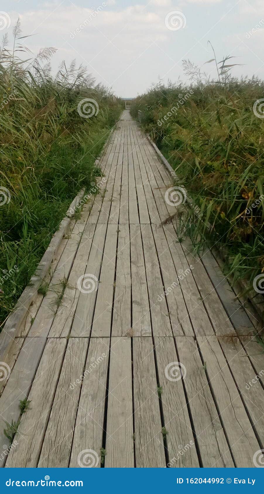Chemin, Promenade Au Bord Des Marais, Nature. Stock Photo - Image of ... Chemin, Promenade Au Bord Des Marais, Nature. Stock Photo - Image of ...