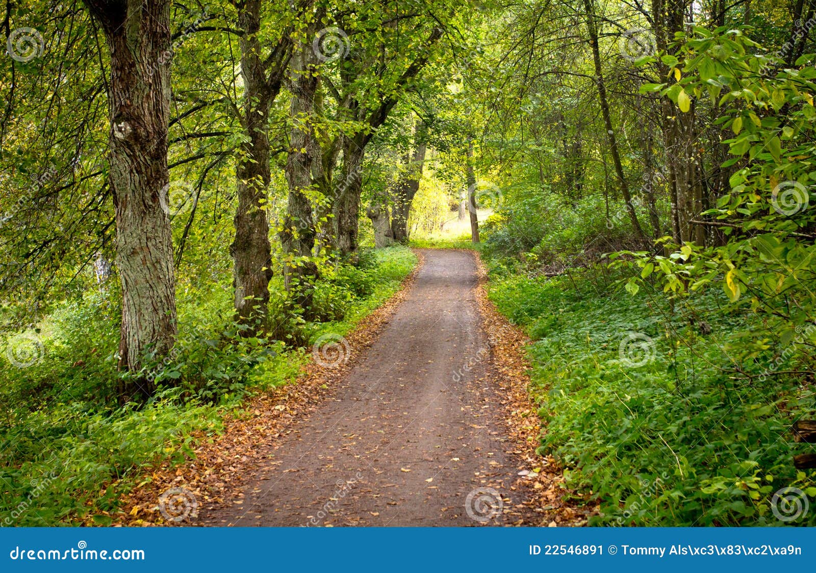 Chemin Simple Image. Image: 22546891