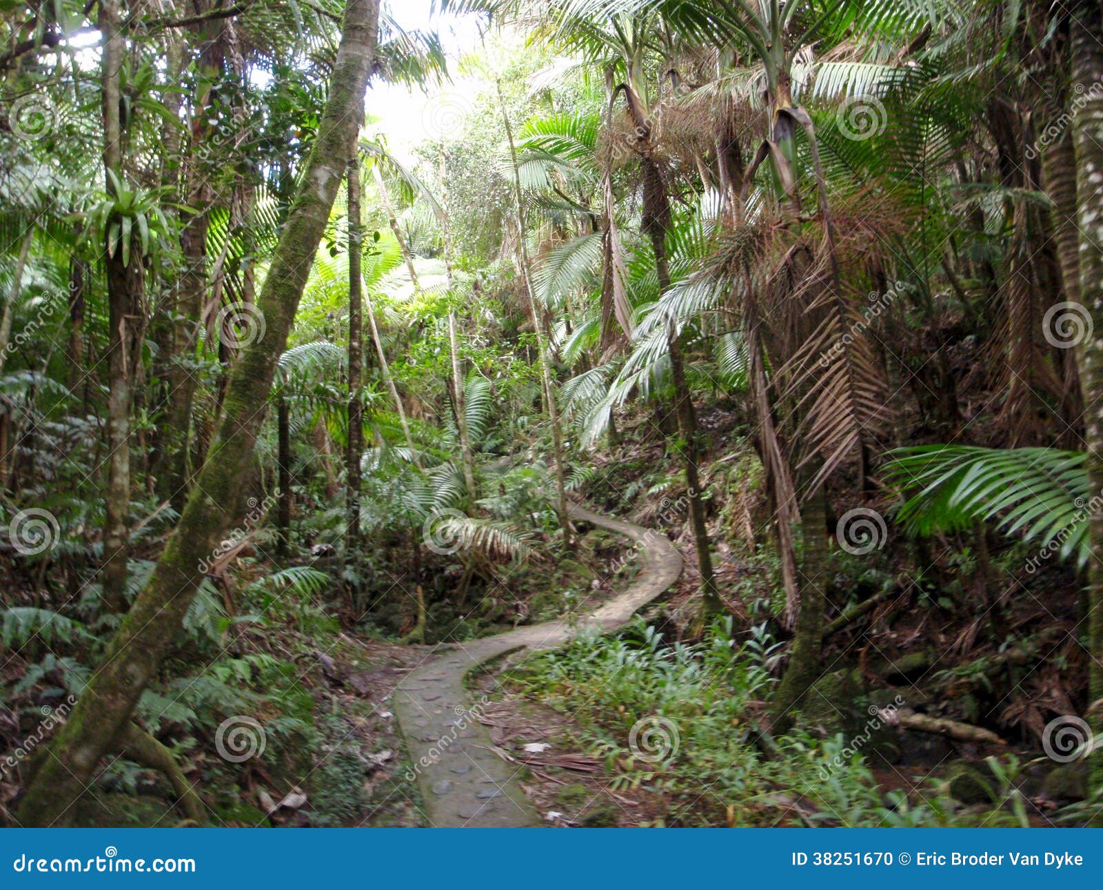 Chemin Sinueux Dans La Forêt Tropicale Tropicale Photo stock - Image du ...