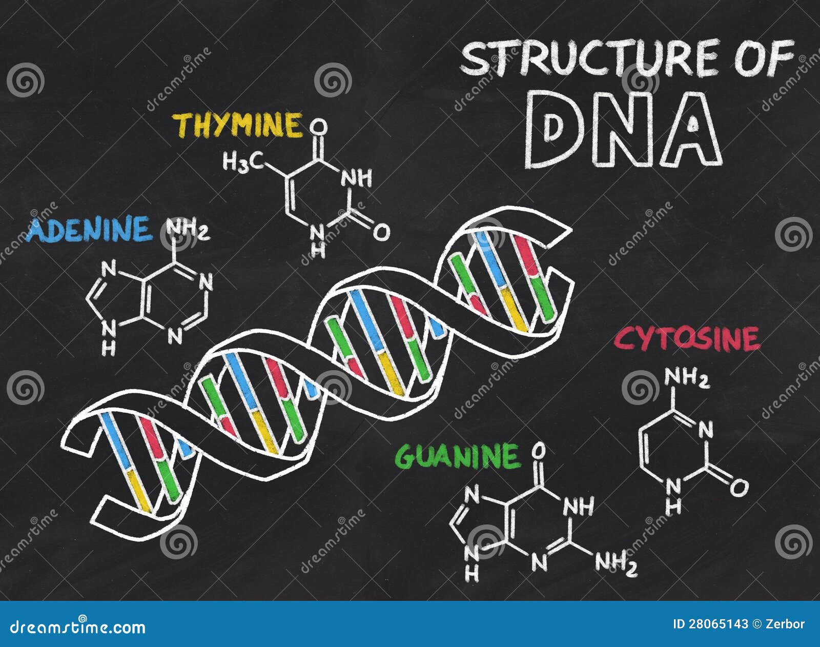 Chemische Structuur Van DNA Op Een Bord Stock Illustratie ...