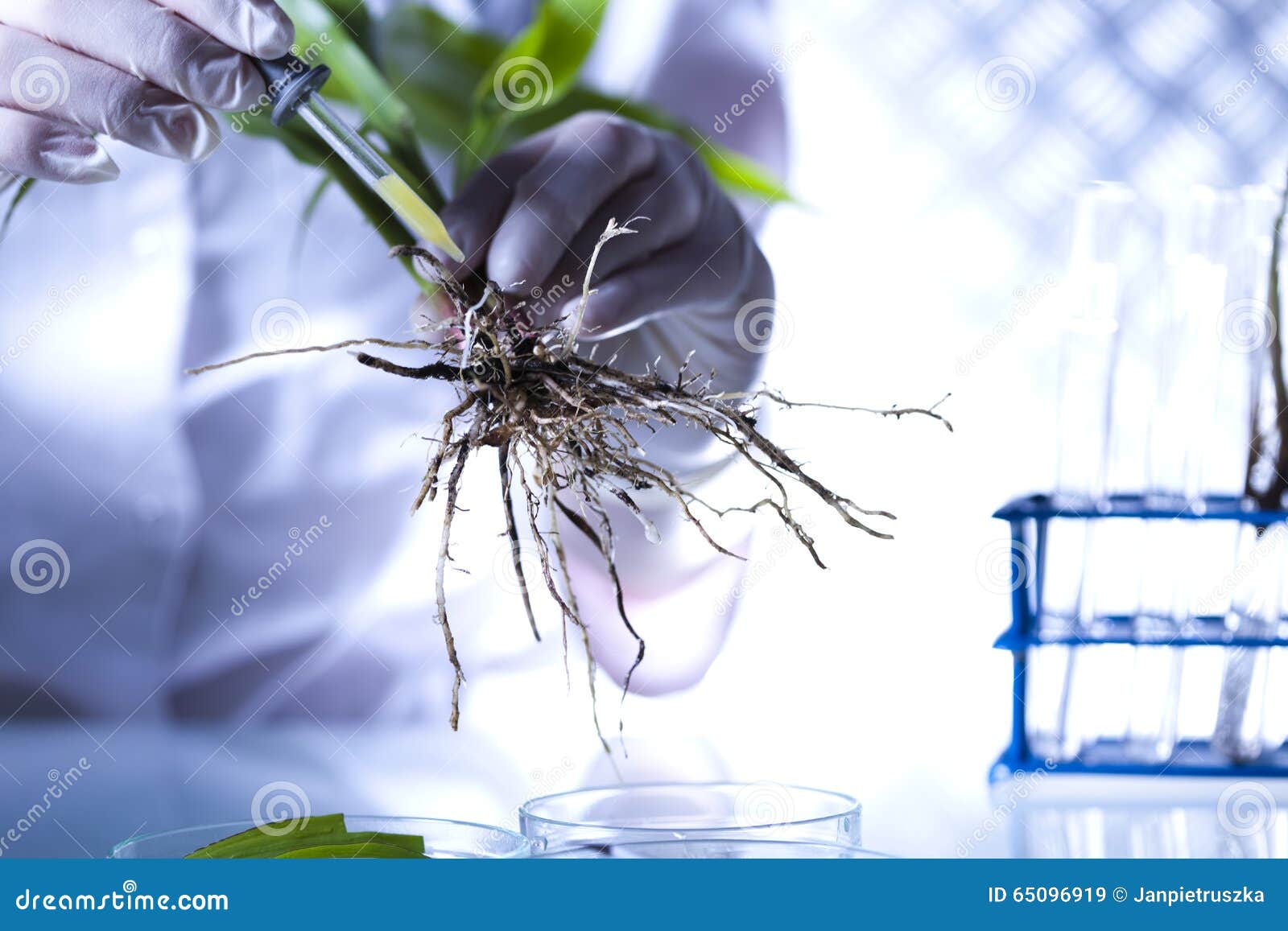 Chemistry Equipment, Plants Laboratory Experimental Stock Image - Image ...