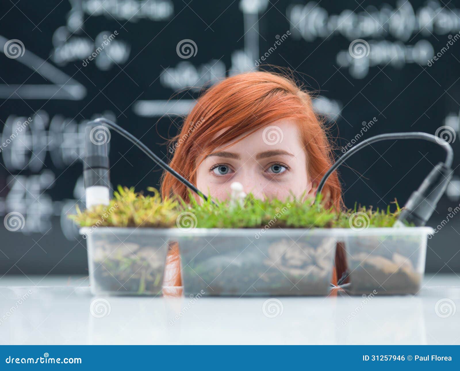 Chemistry Lab Grass Experiment Stock Photo - Image of botanical, human ...