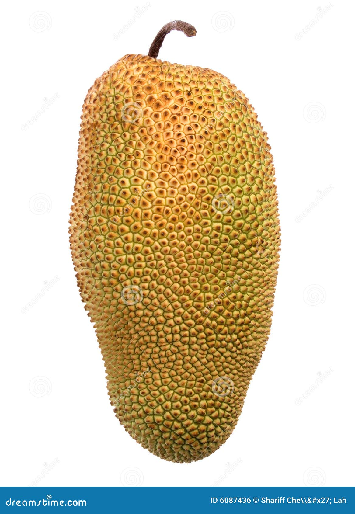 Chempedak Isolated stock photo. Image of delicious, agriculture - 6087436