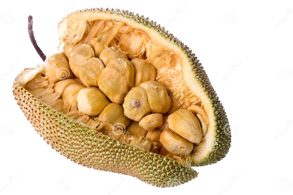 Chempedak Isolated stock image. Image of closeup, close - 6087469