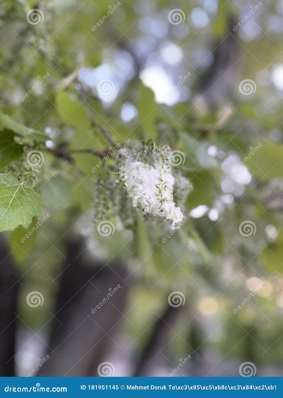 Chenar Plane Tree Pollen Close Up View Stock Image - Image of tree ...