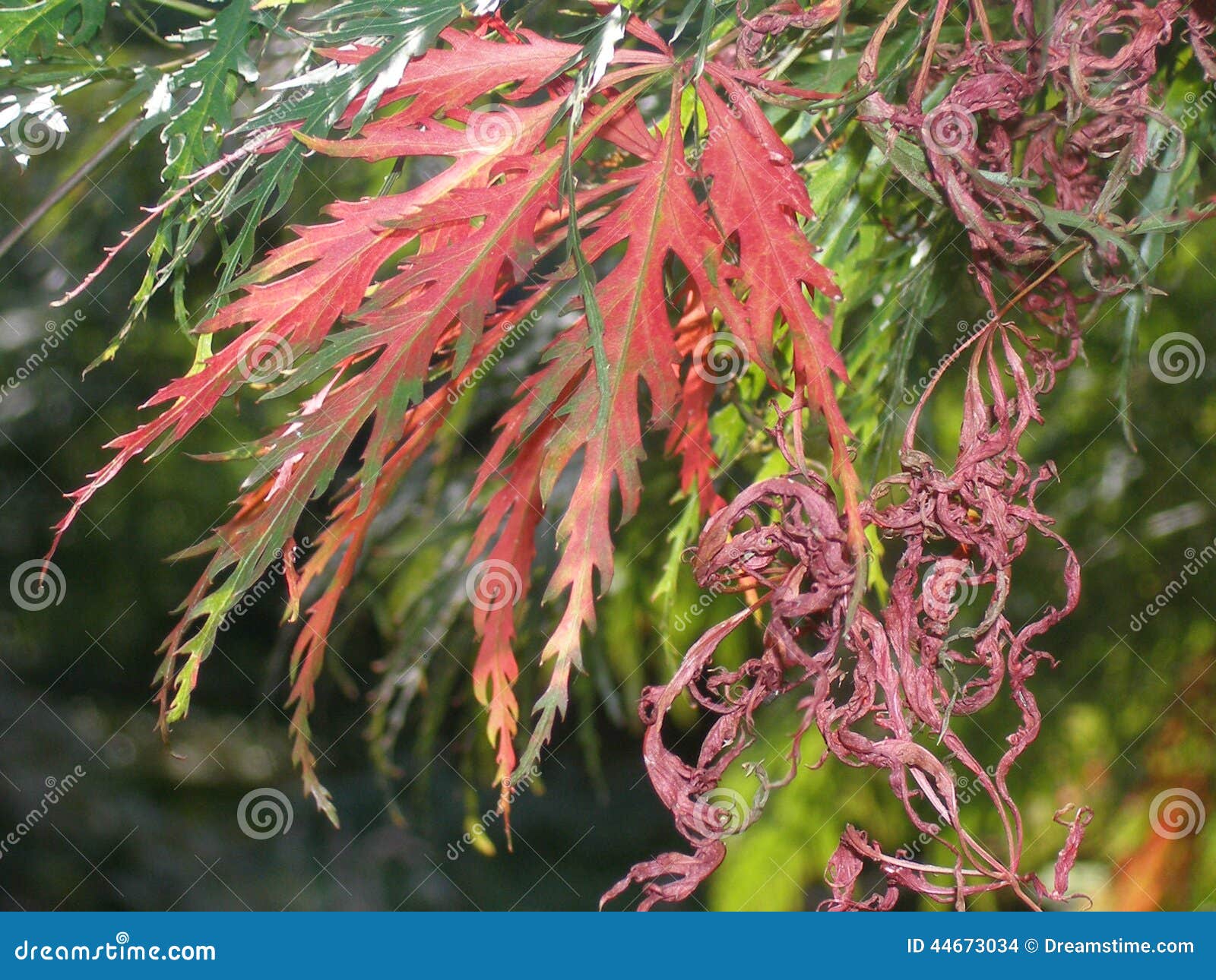 Chenese red tree stock photo. Image of forrest, fresh - 44673034