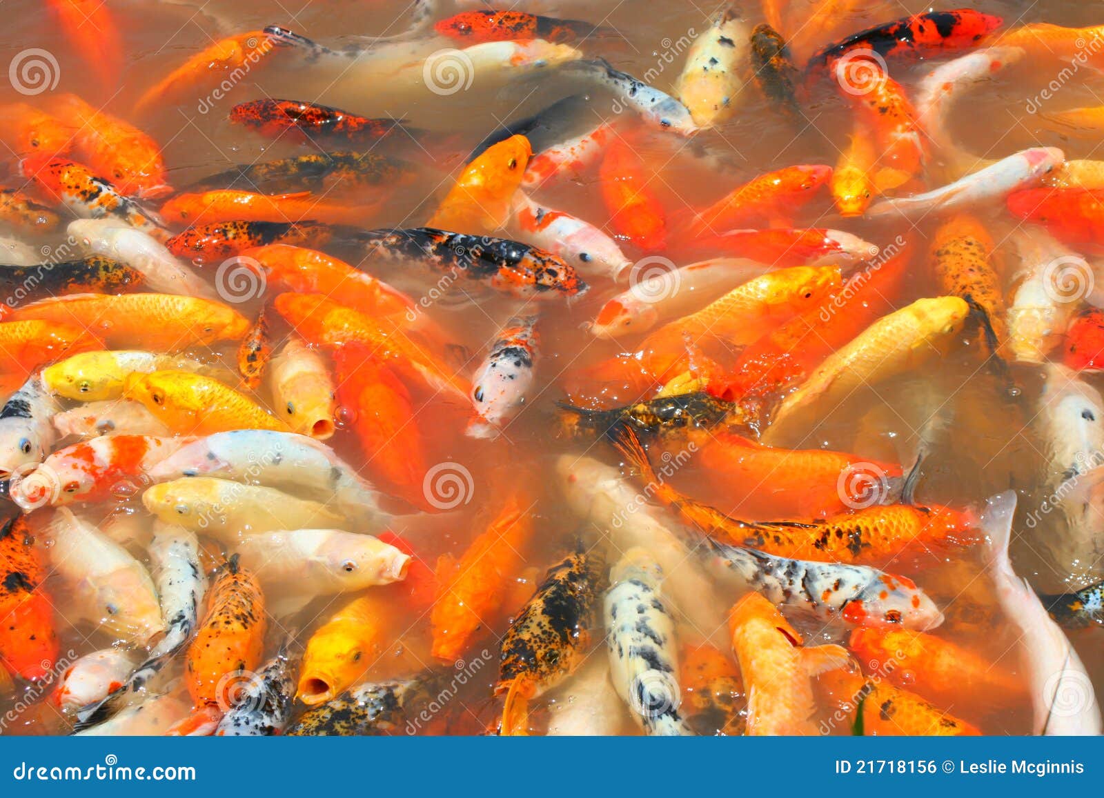 Chengdu China koi stock photo. Image of fish, carp, chengdu - 21718156