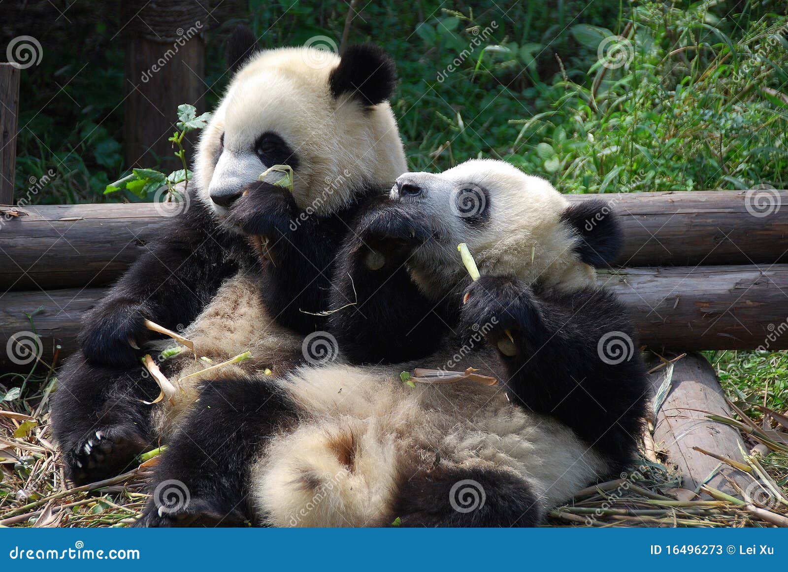 Chengdu, China: Panda's Die Bamboe Eten Stock Afbeelding - Image of ...