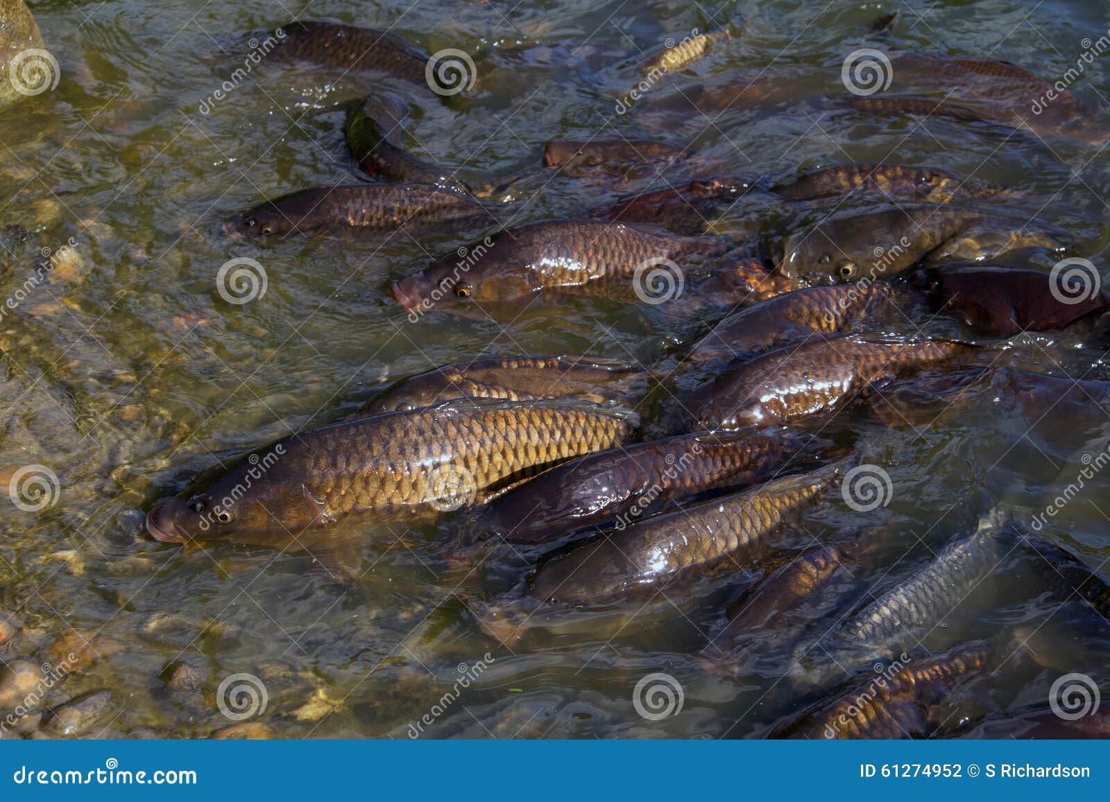 Chengdu, China: Voer Vissen Stock Foto - Image of tuin, water: 61274952