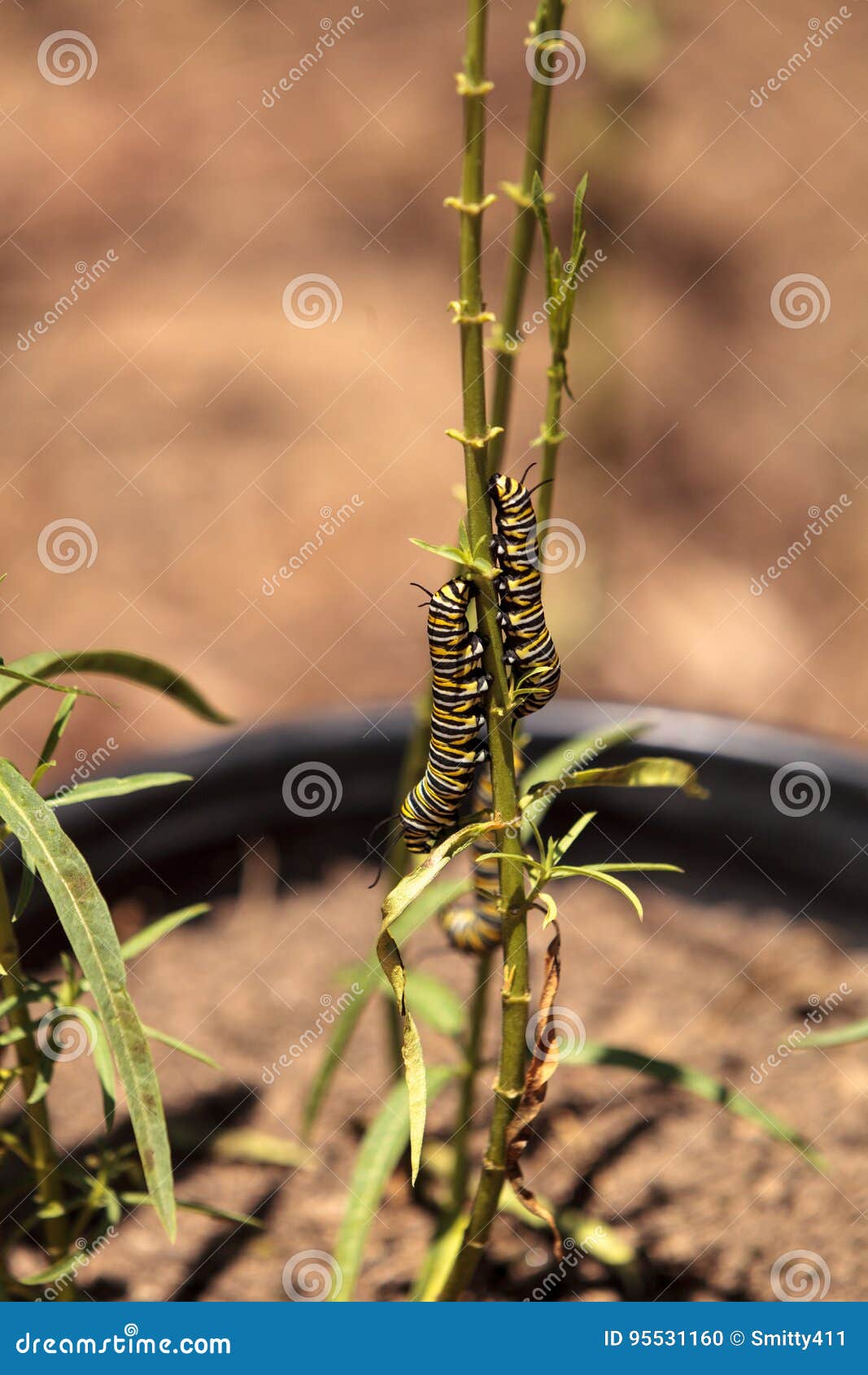 Chenille De Monarque, Plexippus De Danaus, Dans Un Jardin De Papillon ...