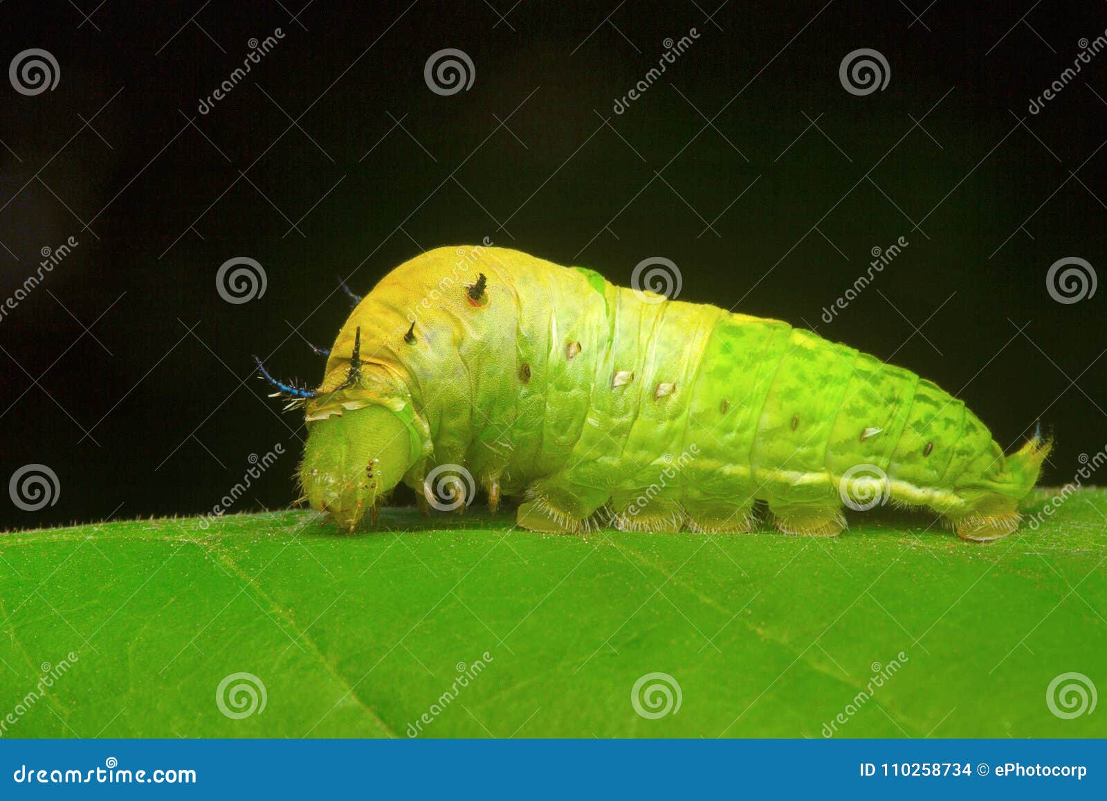 Chenille De Papillon, Colonie De Lait D'Aarey, INDE Photo stock - Image ...