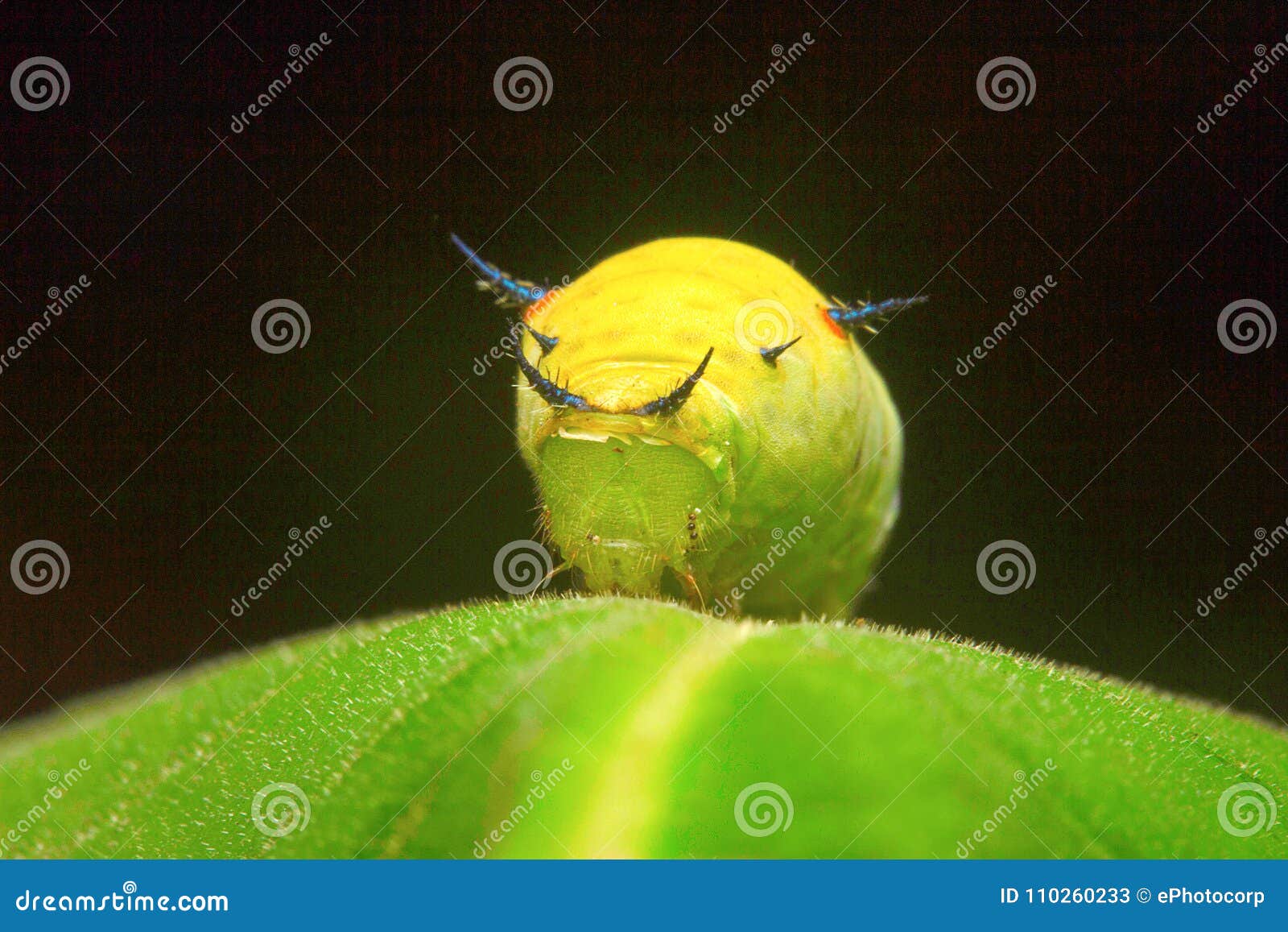 Chenille De Papillon, Colonie De Lait D'Aarey, INDE Image stock - Image ...