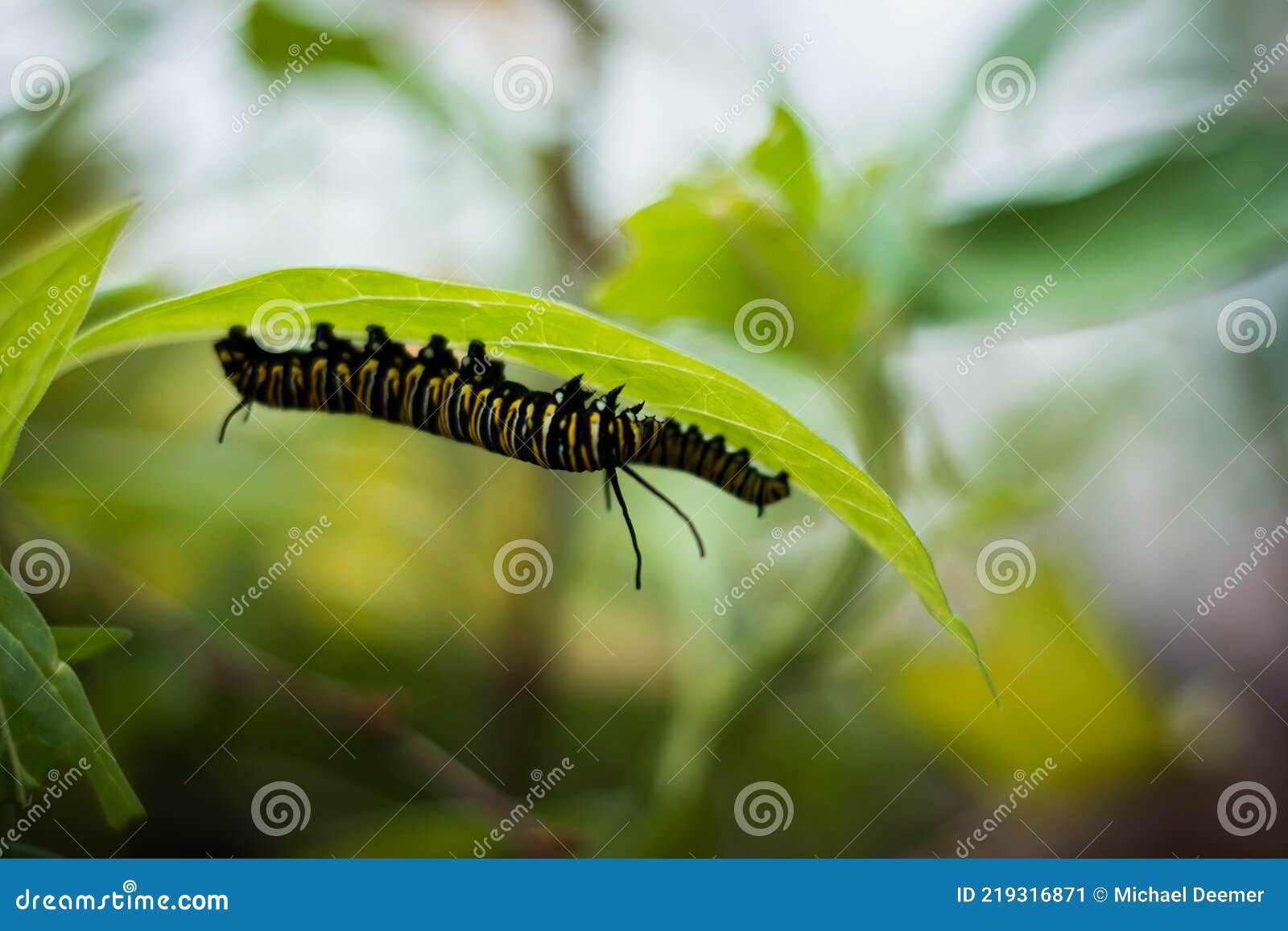 Chenille Monarque Mangeant Une Feuille Image stock - Image du jardins ...