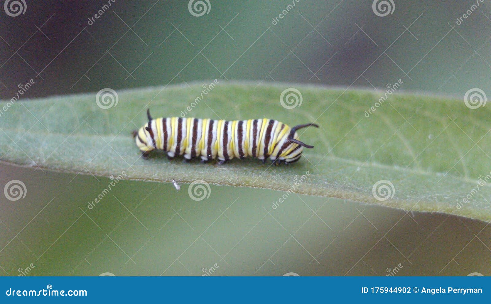 Chenille Papillon Monarque Sur Une Feuille Photo stock - Image du ...