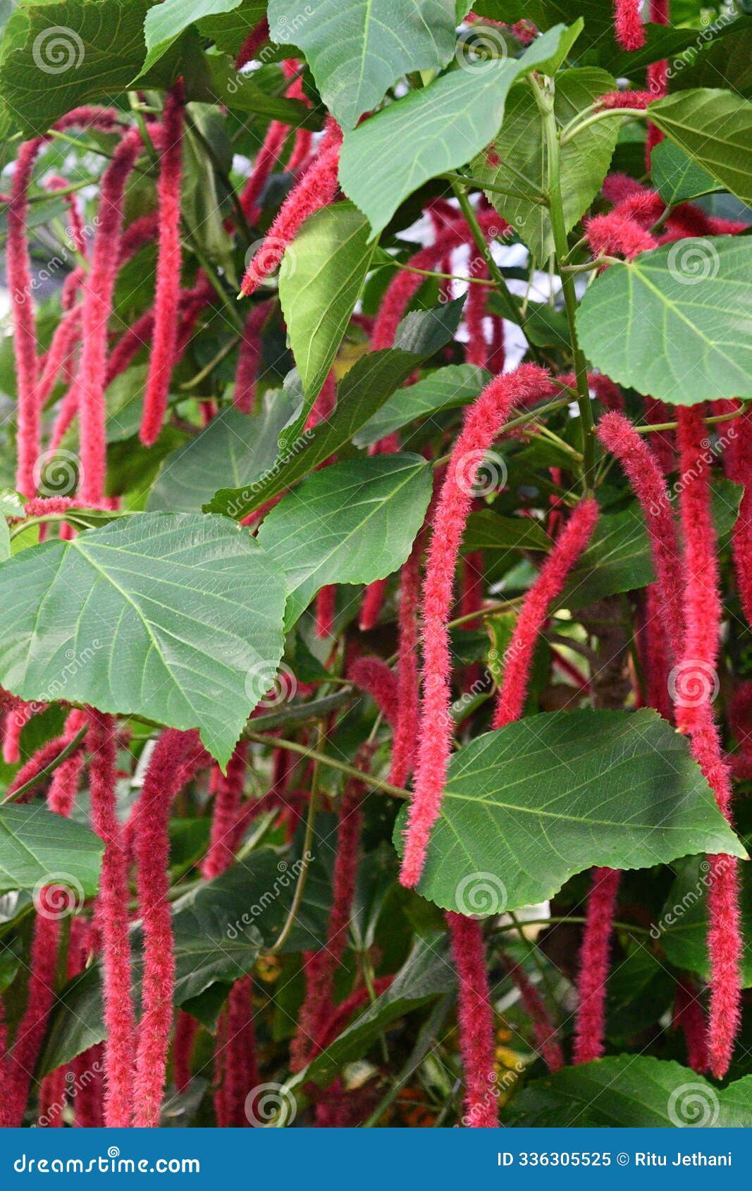 Chenille Red-Hot Cattail stock image. Image of euphorbiaceae - 336305525