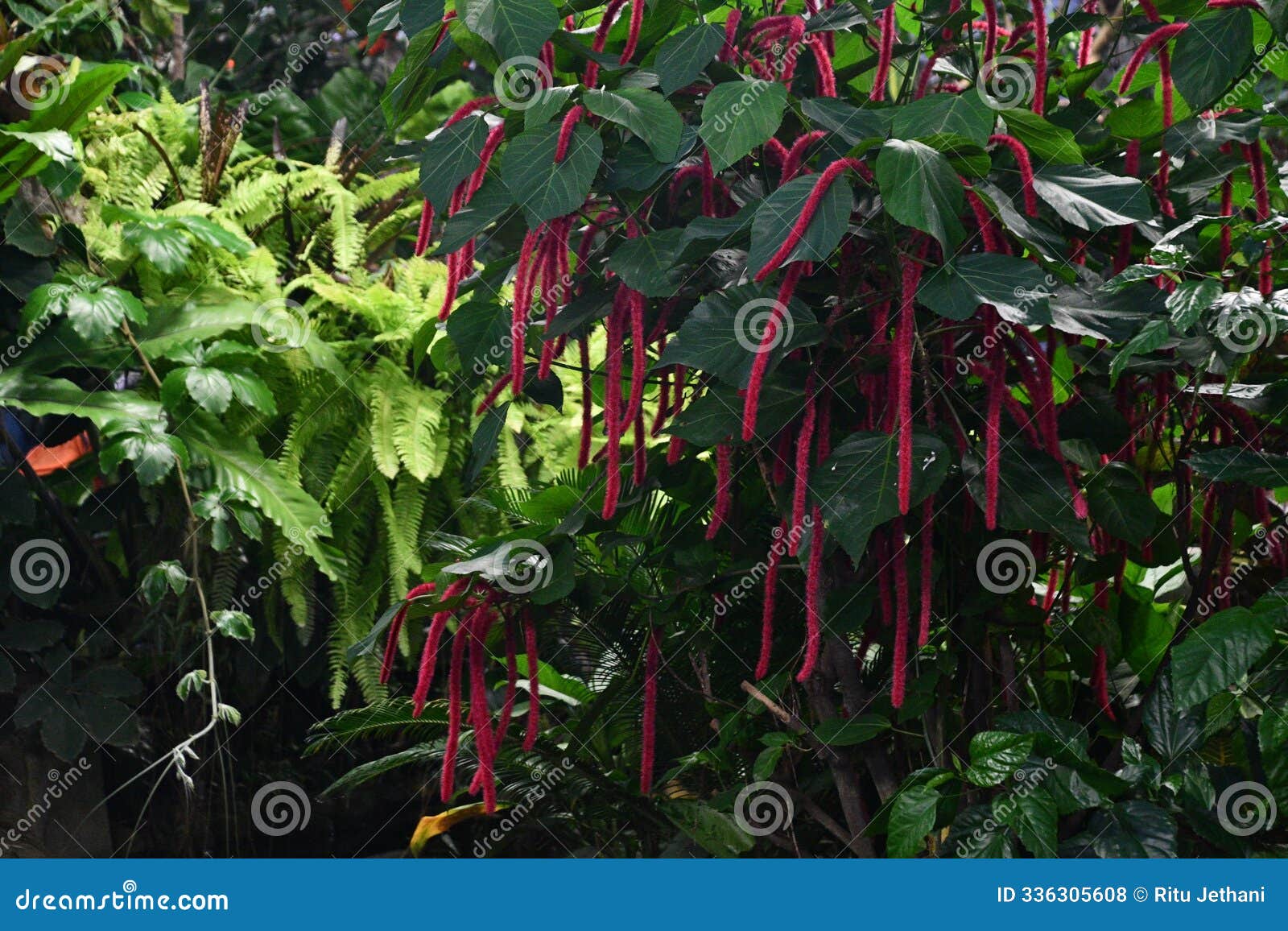 Chenille Red-Hot Cattail stock photo. Image of dangling - 336305608