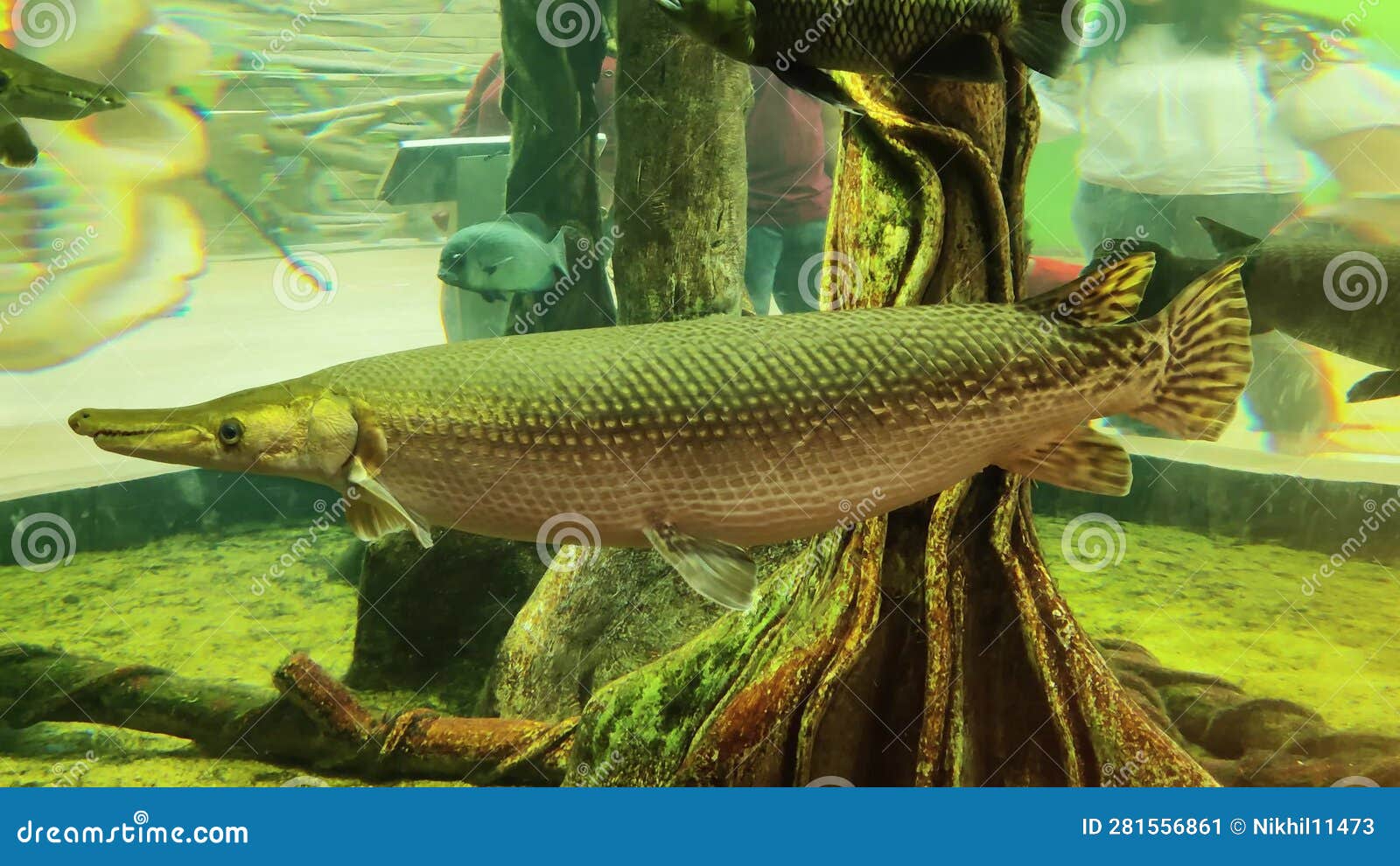 Chennai,India- 18 Aug 22: Alligator Gar Fish in a Aquarium Stock Video ...