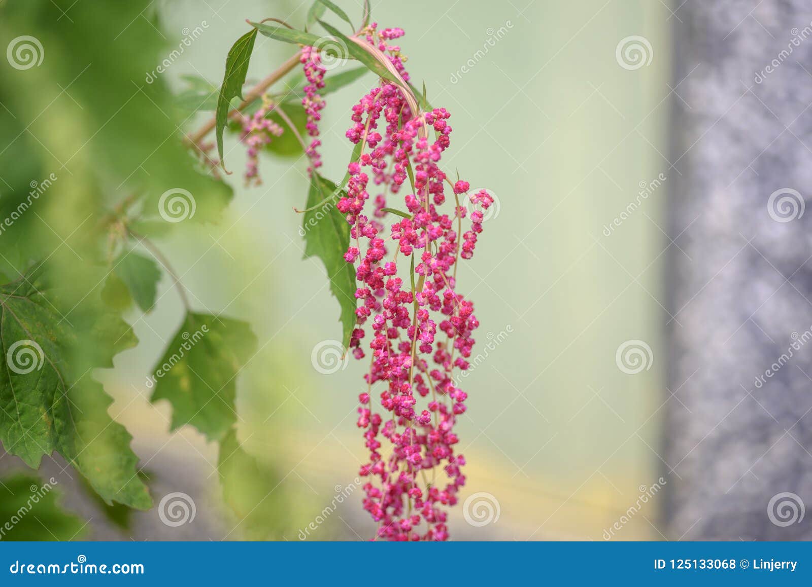 The Chenopodium Quinoa Tree in the Farm Stock Photo - Image of plant ...