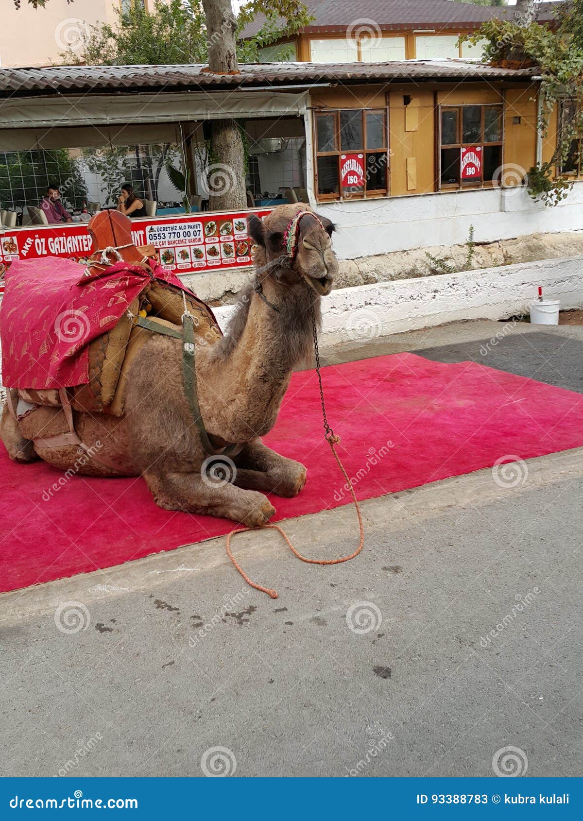 Chepa del camello foto de archivo editorial. Imagen de animal - 93388783