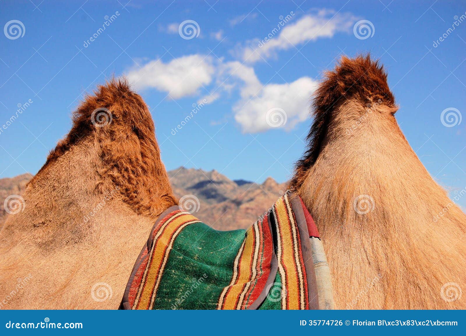 Chepas del camello foto de archivo. Imagen de chepas - 35774726