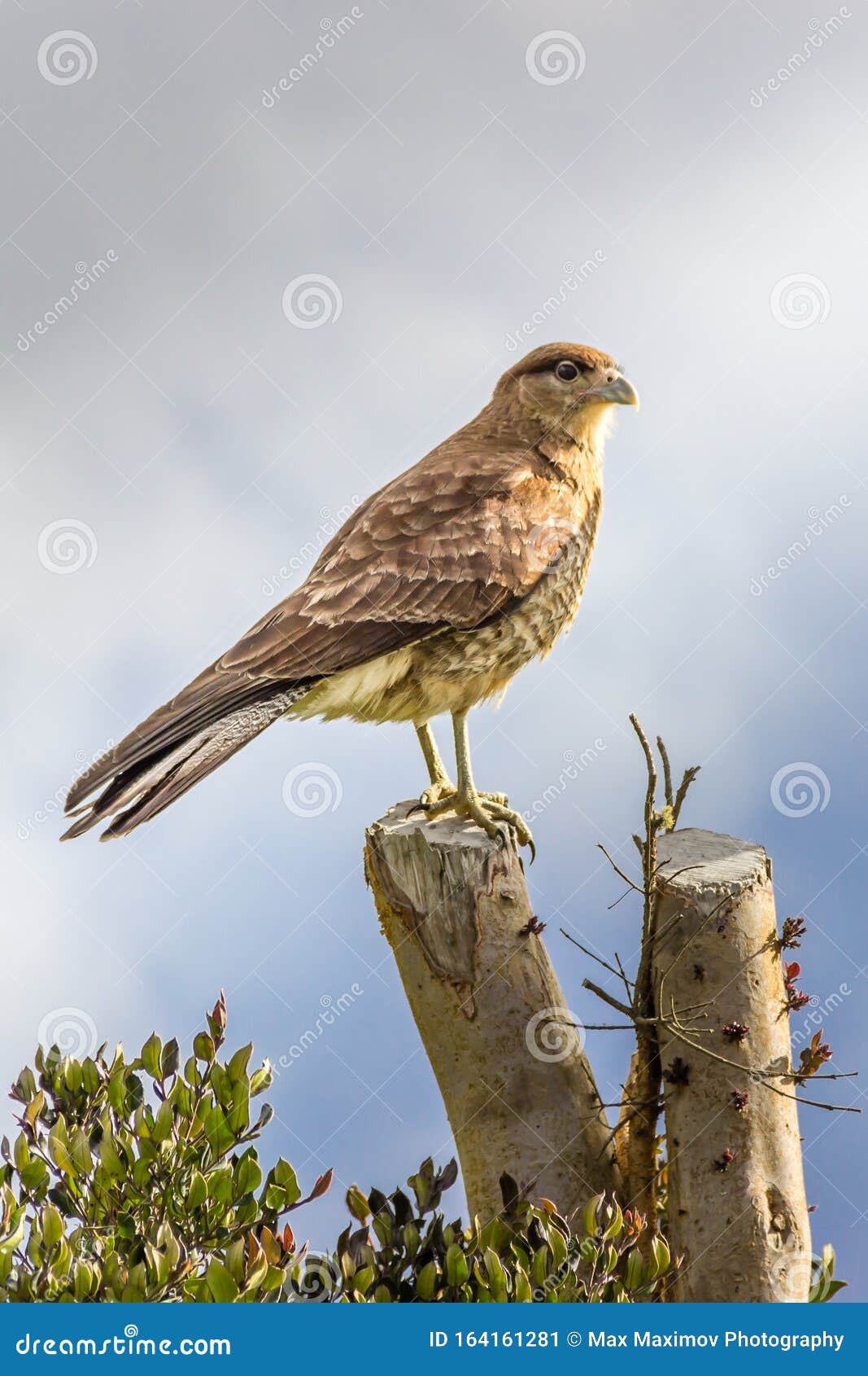Chepu, Chiloe Island, Chile - Birdwatching in Chiloe, Chile - Milvago ...