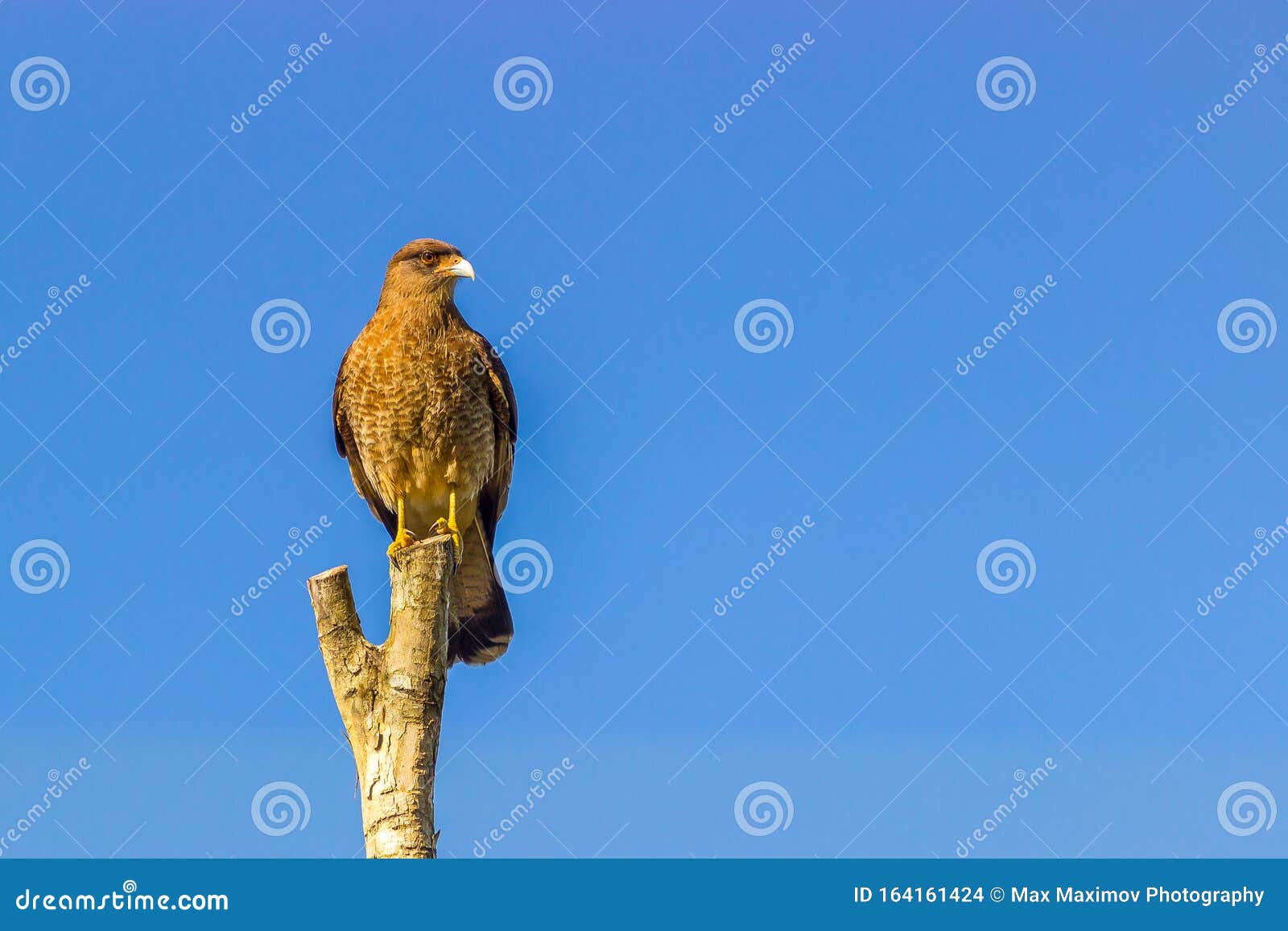 Chepu, Chiloe Island, Chile - Milvago Chimango Caracara Stock Photo ...