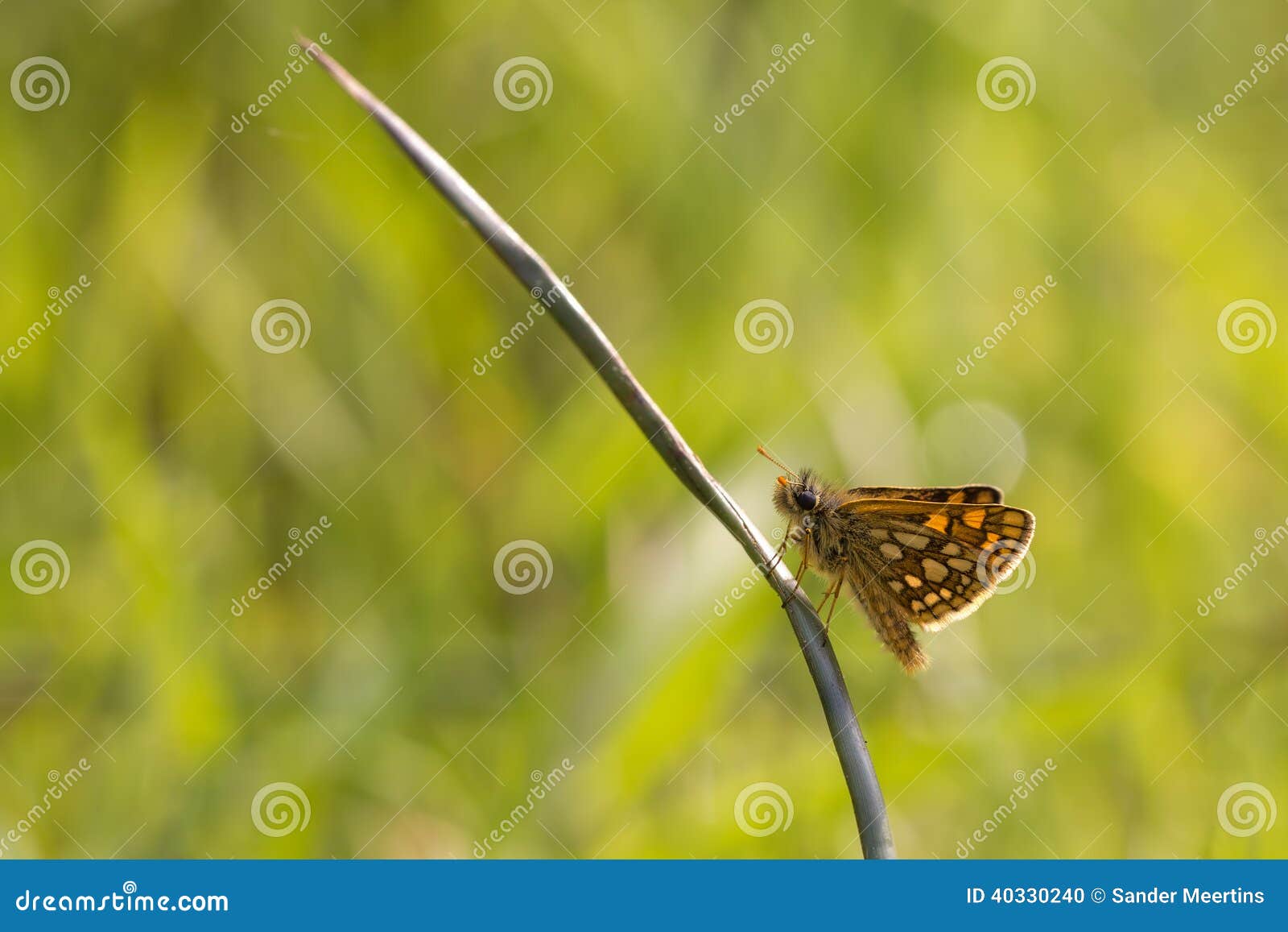 Bont Dikkopje, Chequered Skipper, Carterocephalus Palaemon Stock Photo ...
