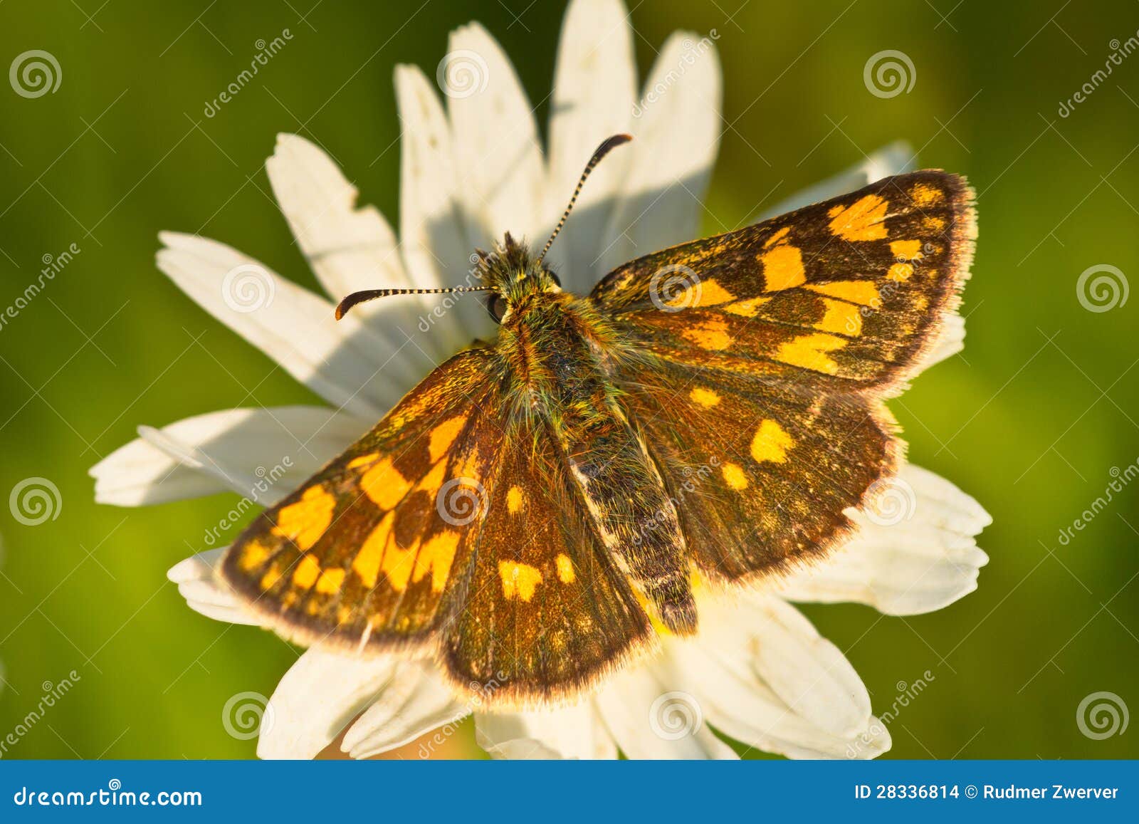 Chequered skipper stock photo. Image of carterocephalus - 28336814