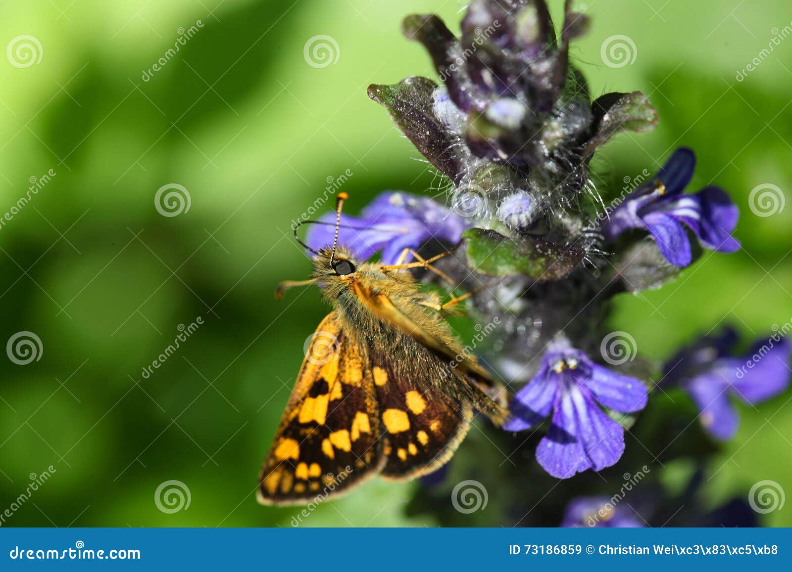 Chequered Skipper or Arctic Skipper Stock Image - Image of garden ...