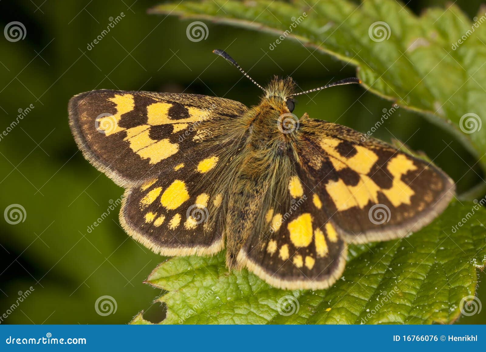 Chequered Skipper (Carterocephalus Palaemon) Stock Photo - Image of ...