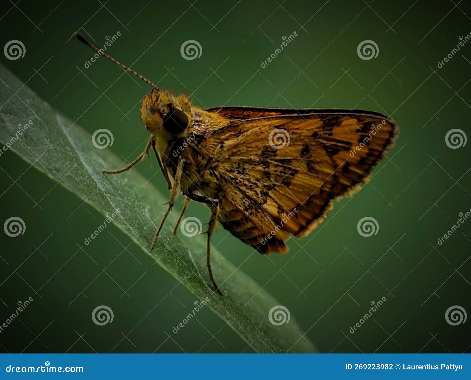 Chequered Skipper stock photo. Image of stripedpattern - 269223982