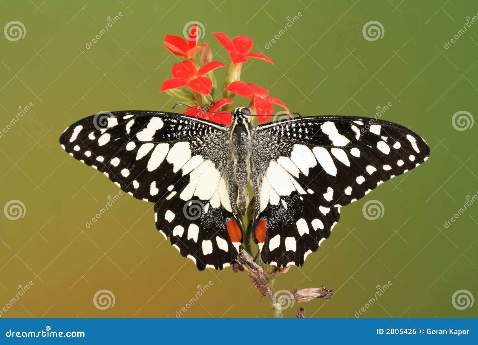 Chequered Swallowtail Butterfly with Open Wings Stock Photo - Image of ...