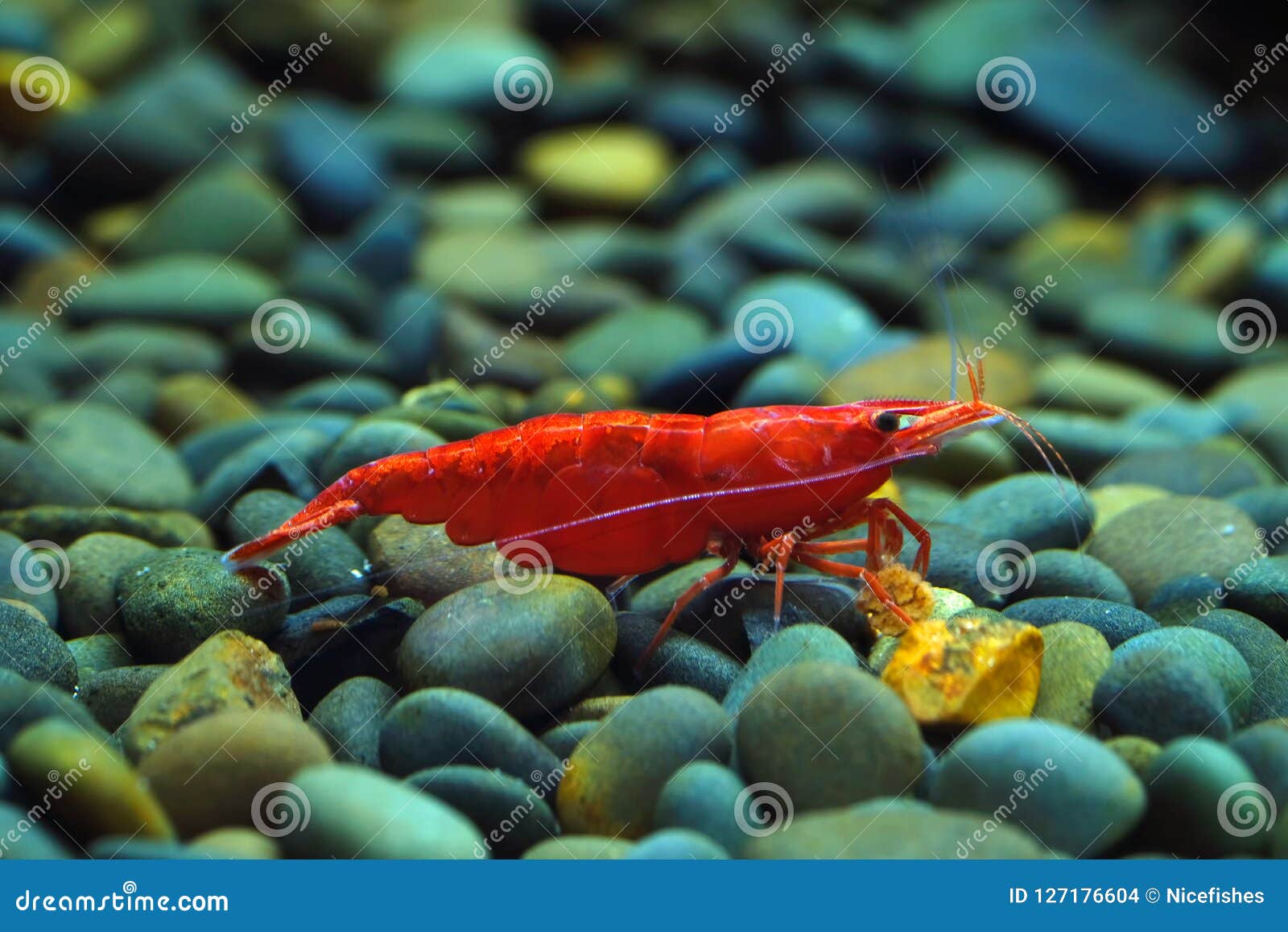 Cherax red in the aquarium stock photo. Image of food - 127176604