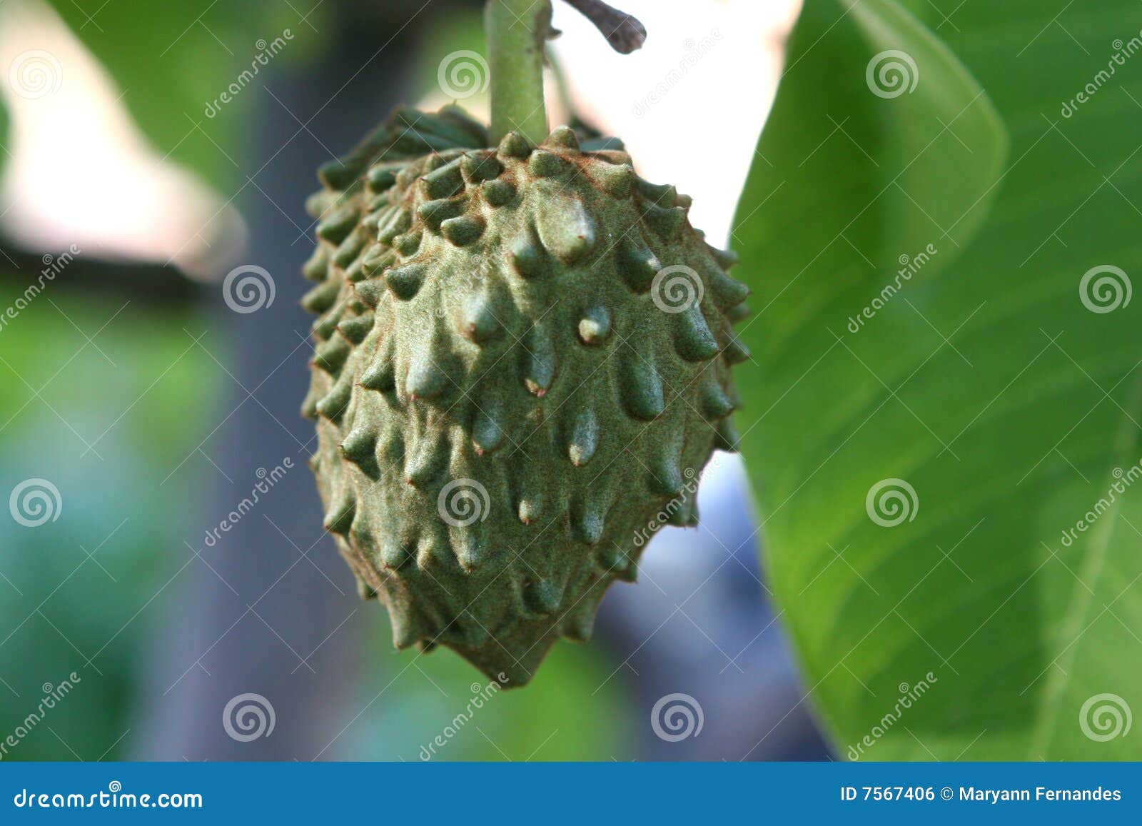 Cherimoya stock photo. Image of unique, fruit, tropical - 7567406