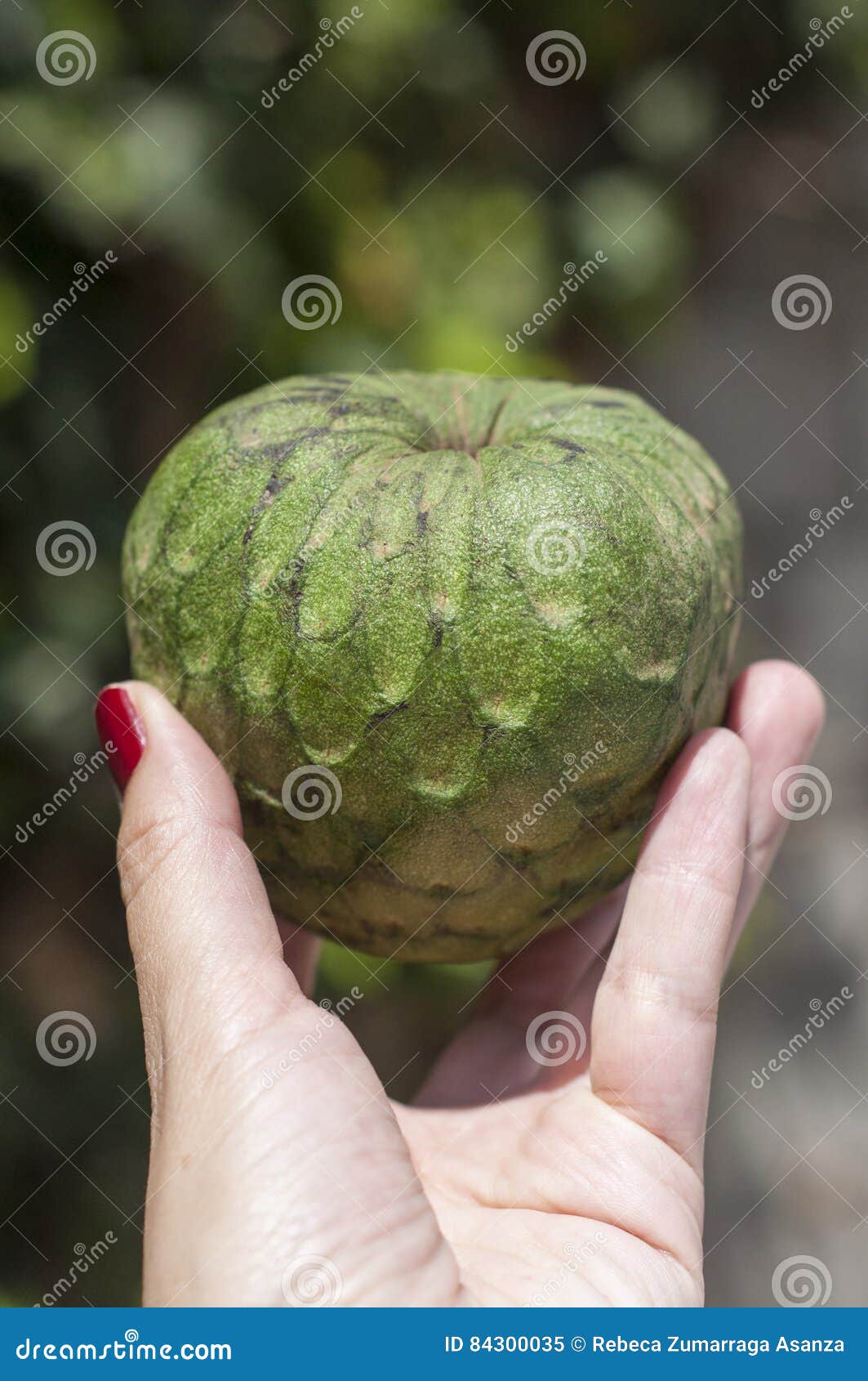 Cherimoya fruit stock image. Image of vegetarian, delicious - 84300035
