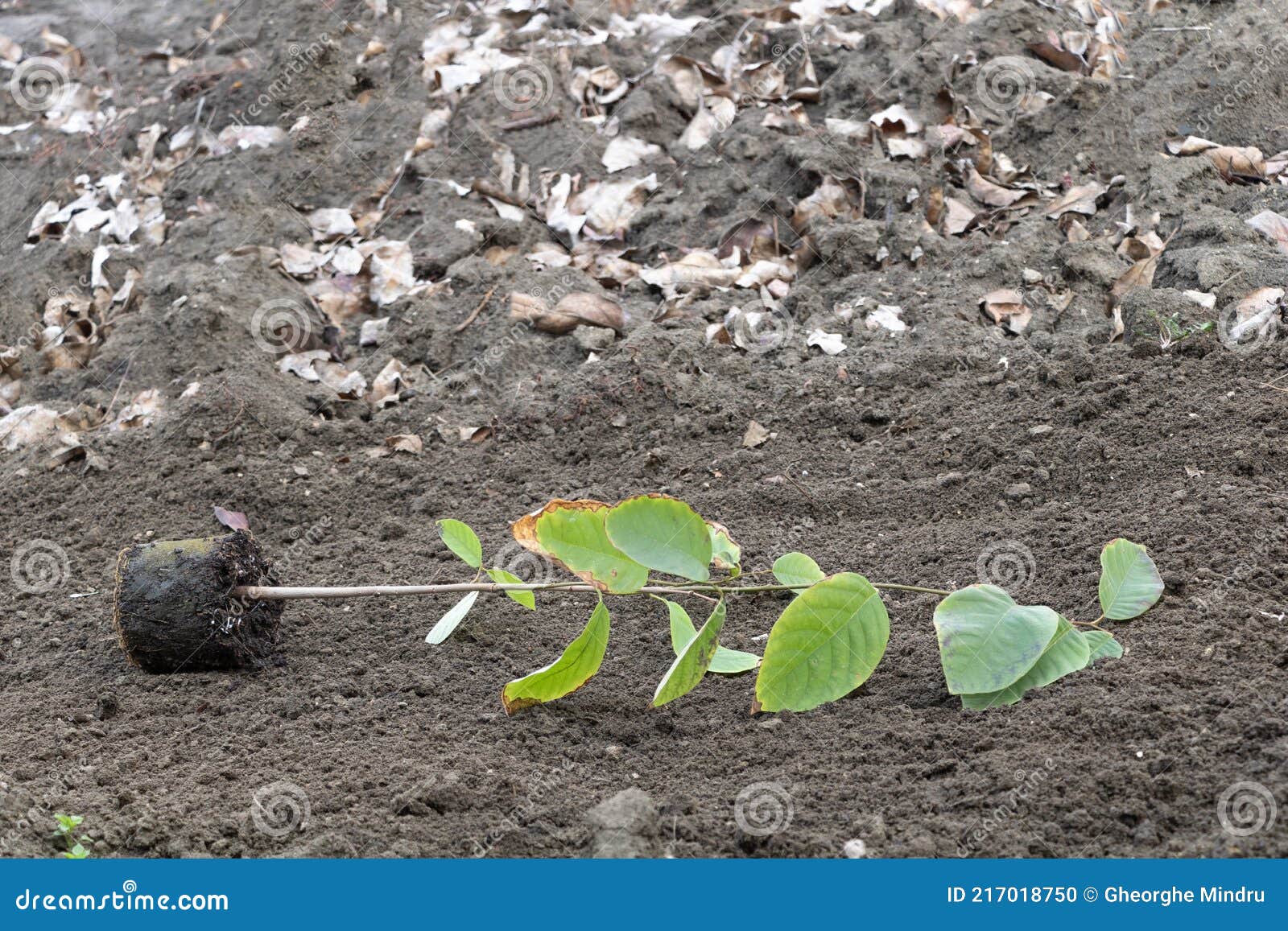 Cherimoya Tree in the Process of Repotting - Growing Cherimoya in the ...